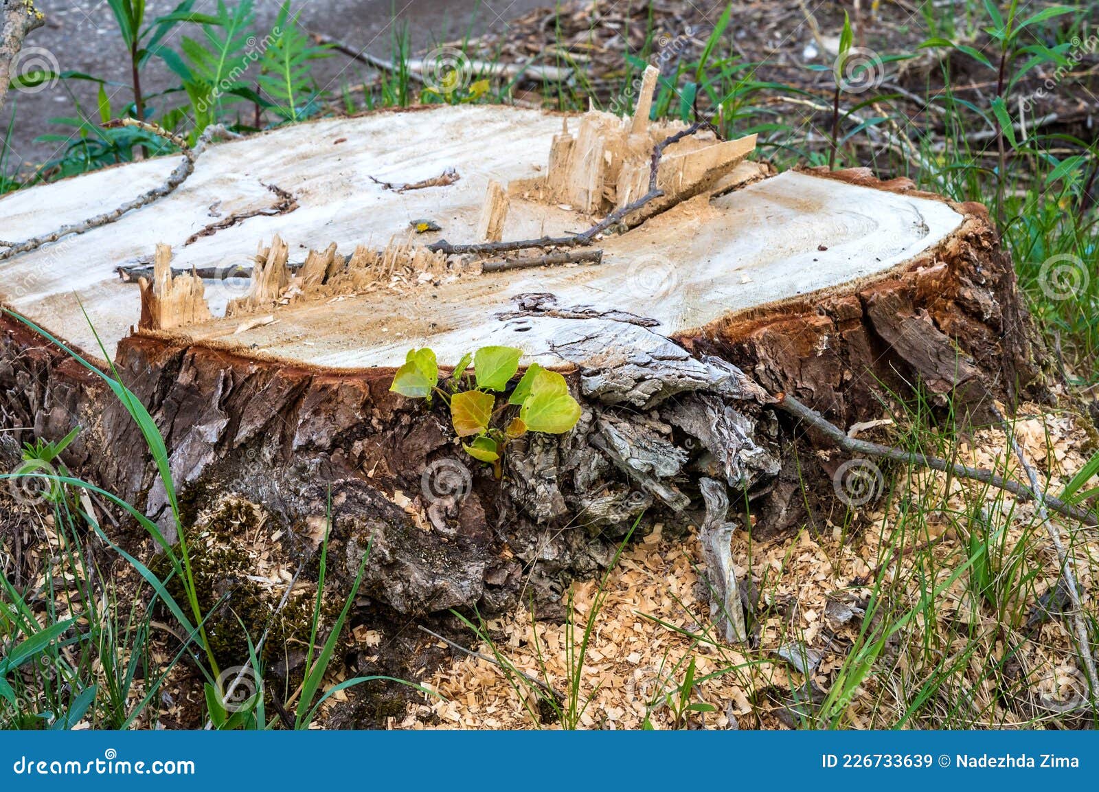A Young Sprout on a Felled Tree. the Stump of a Felled Tree. Cutting ...