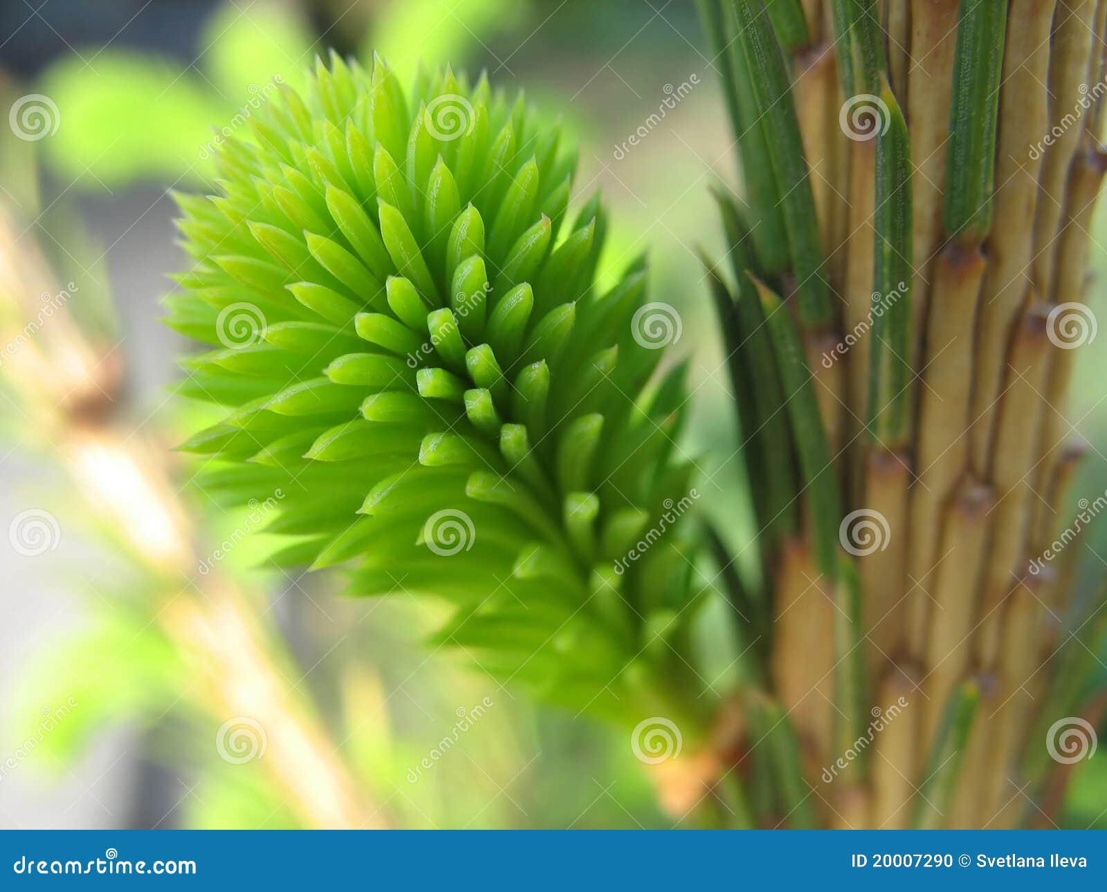 Young Sprout of Fir Twig - Close-up Stock Photo - Image of forest ...