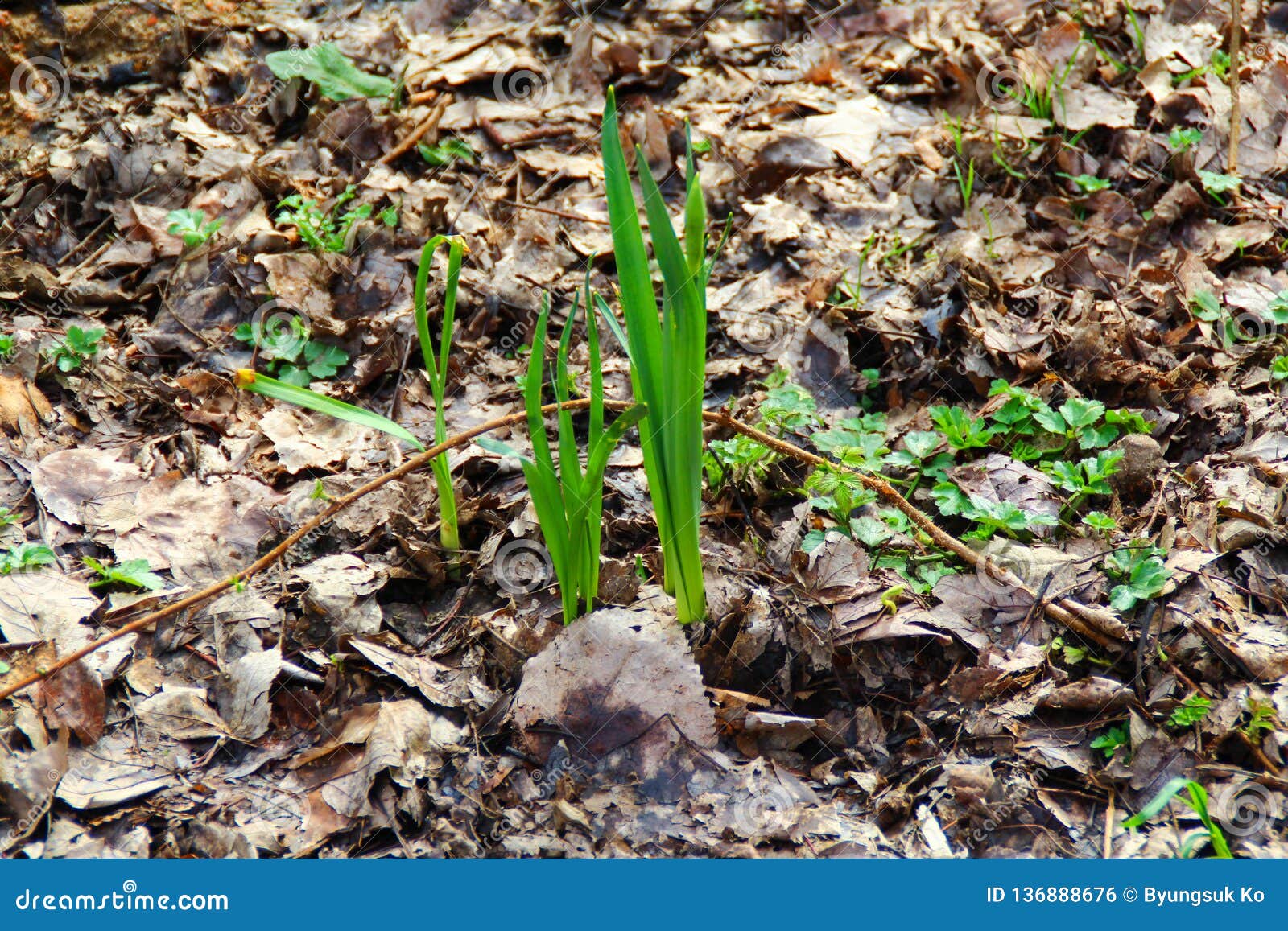 Young Sprout in Spring Time Stock Photo - Image of grass, baby: 136888676