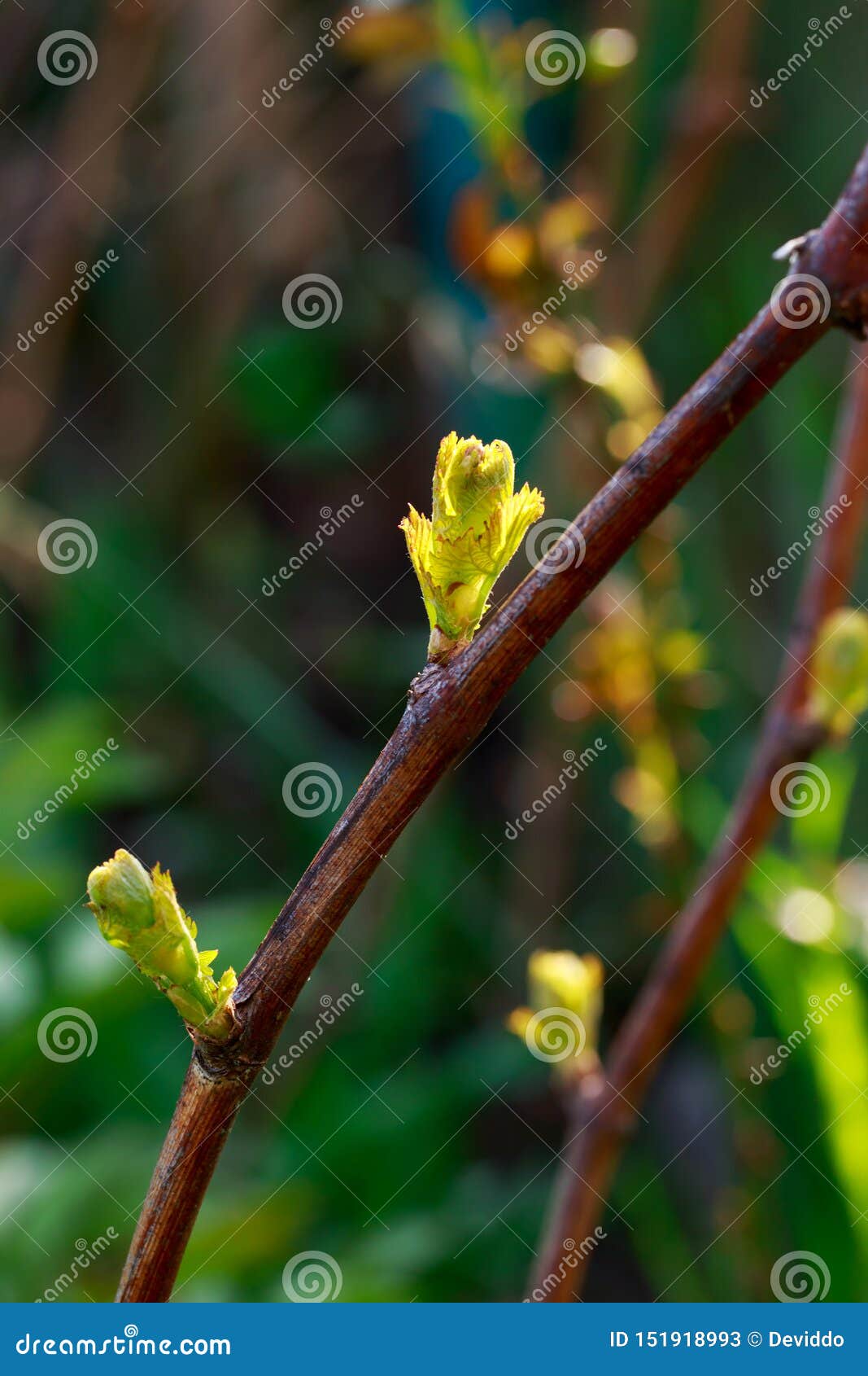 Sprout of grapes stock image. Image of leaves, close - 151918993