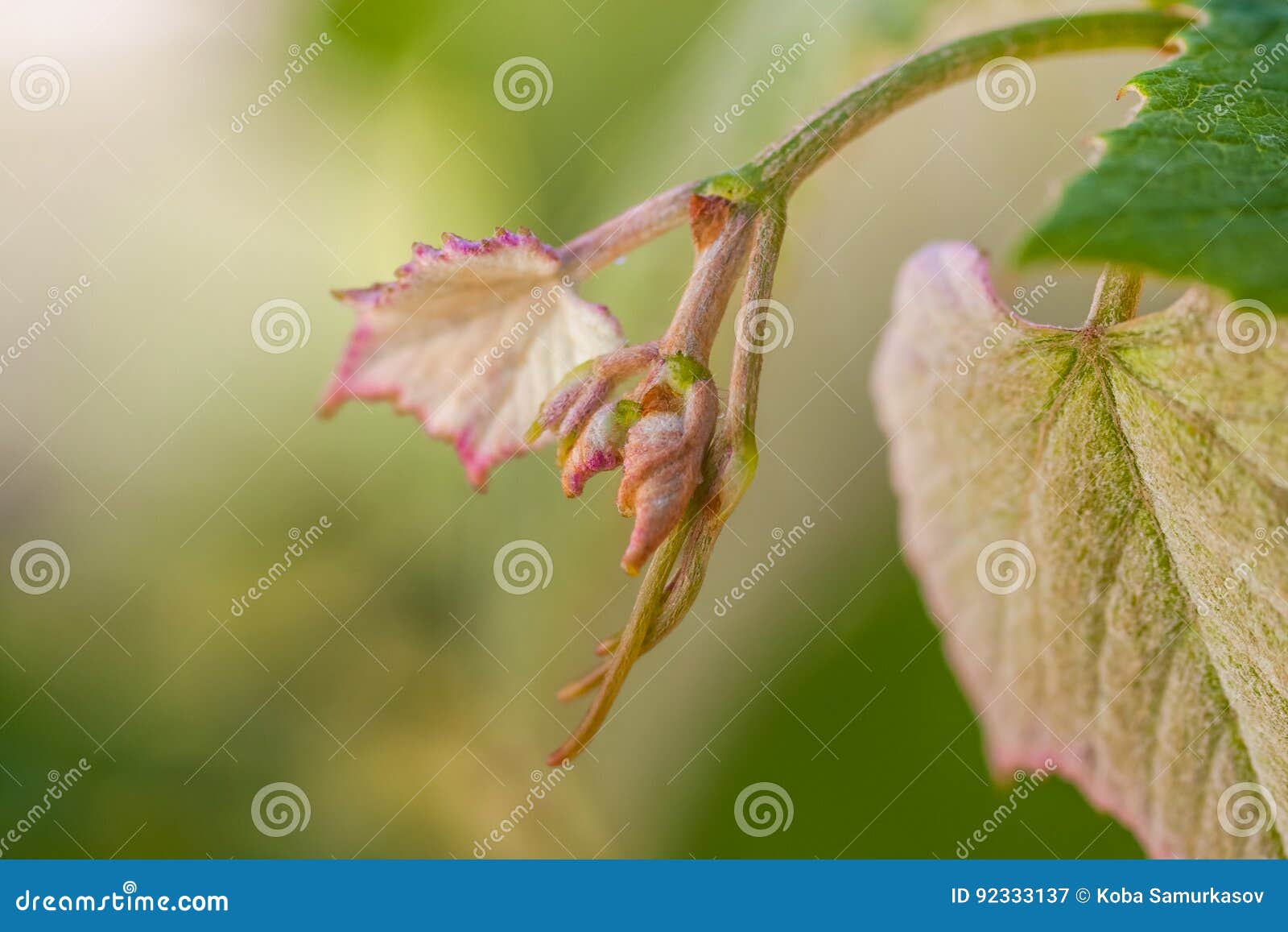 Young Sprout of Grapes. Vineyard Buds in Spring Stock Image - Image of ...