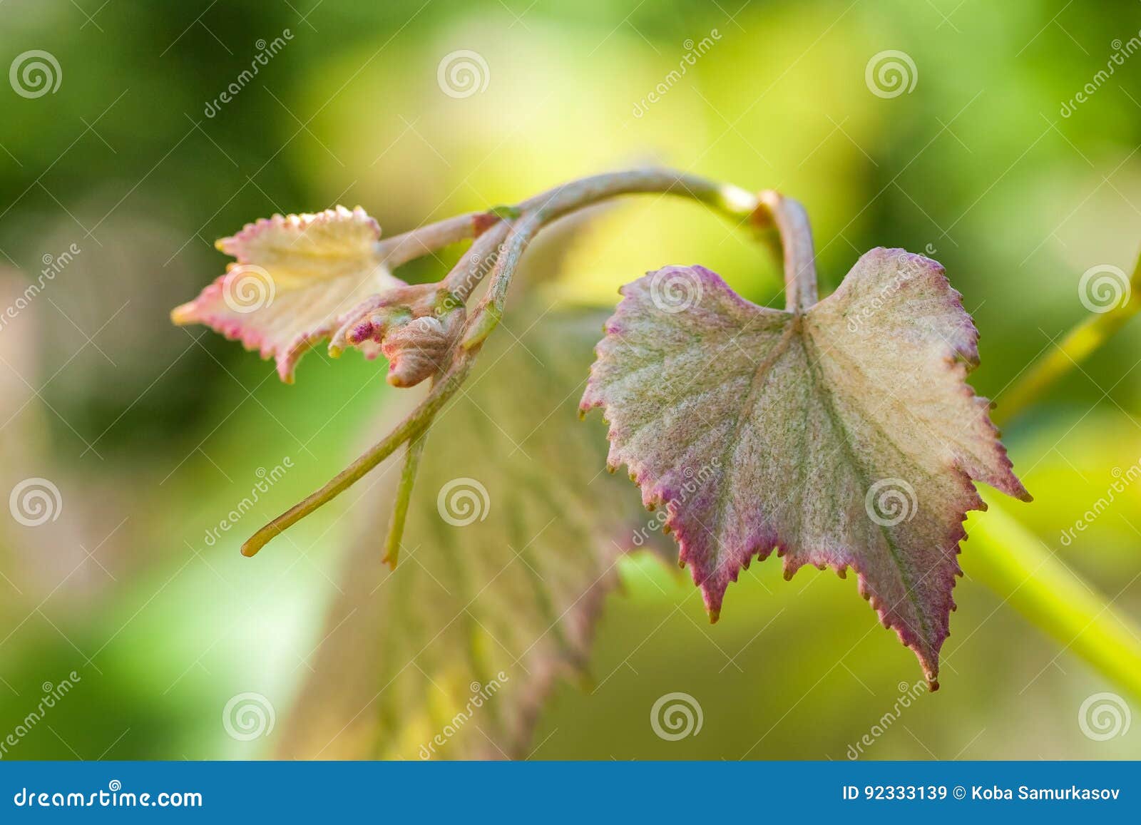 Young Sprout of Grapes. Vineyard Buds in Spring Stock Image - Image of ...