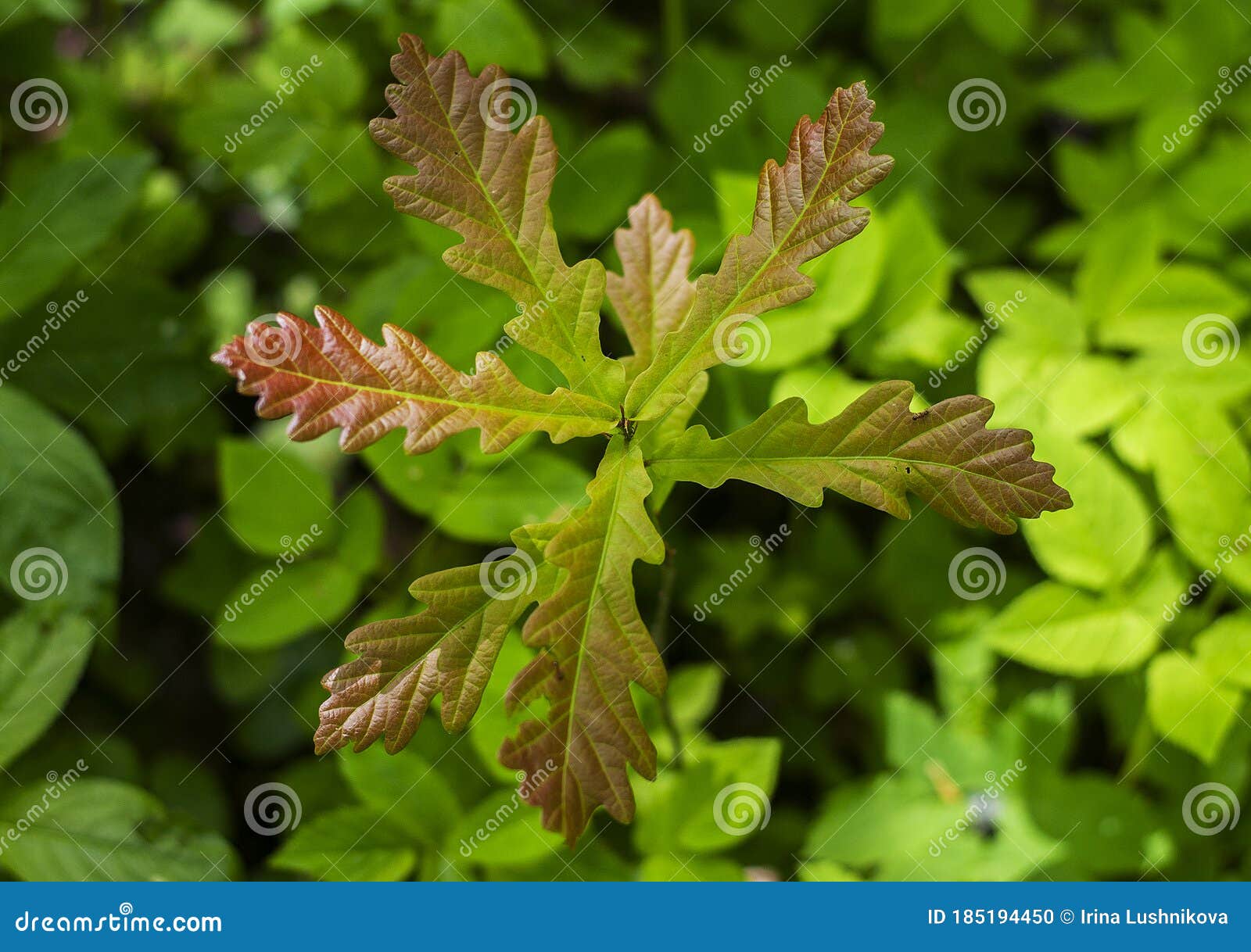 Young sprout of green oak stock photo. Image of tree - 185194450