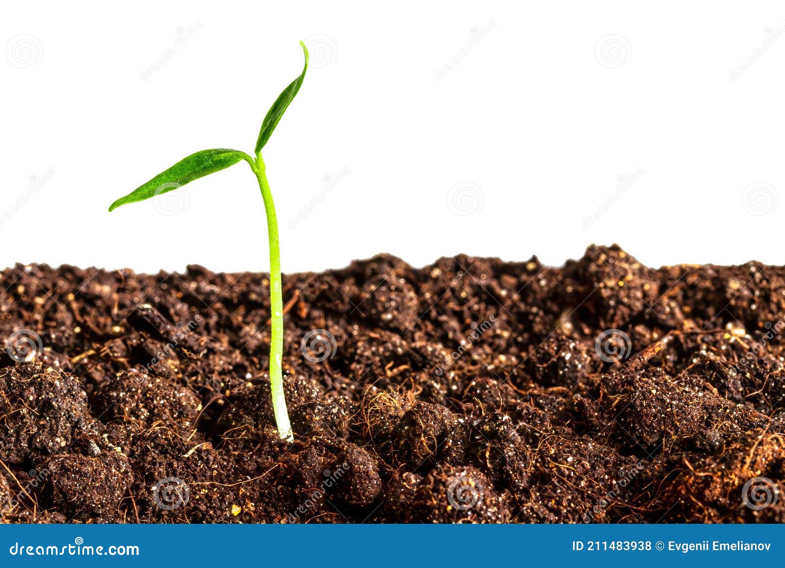 Young Sprout in the Ground with Green Leaves Isolated on White ...