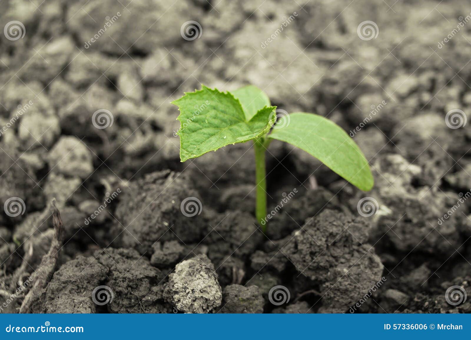 Young sprout stock photo. Image of ground, flower, grow - 57336006