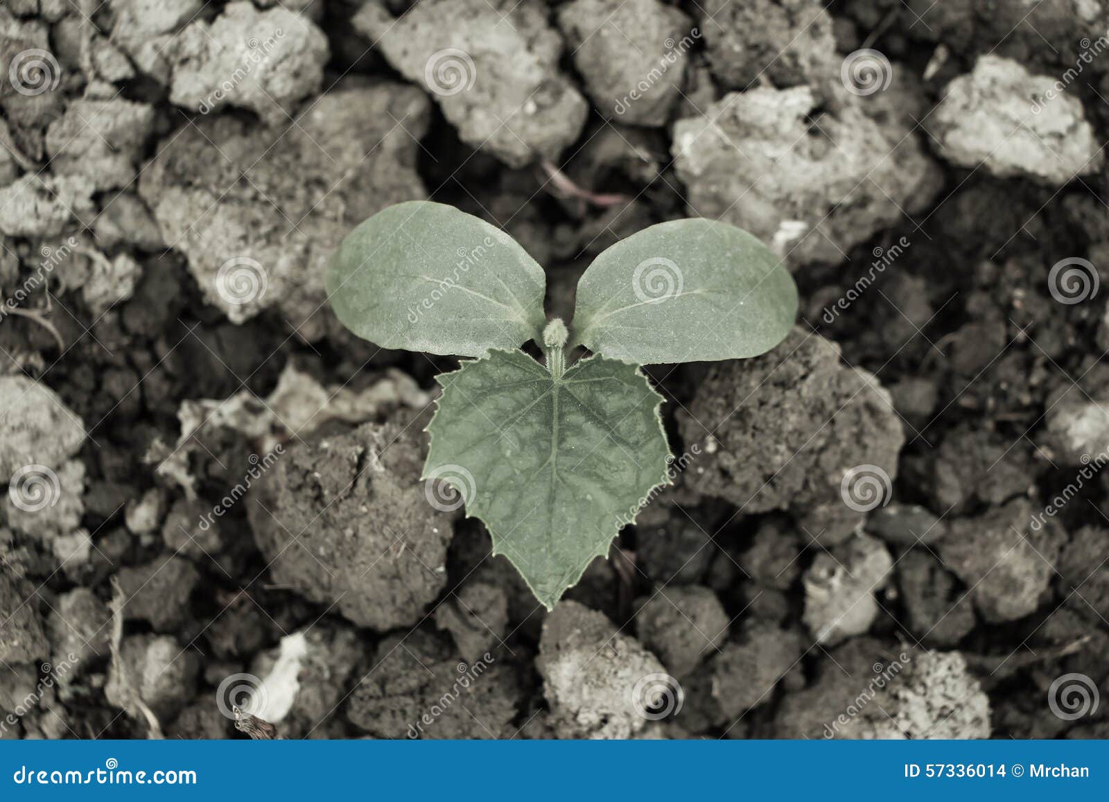 Young sprout stock photo. Image of hill, flourish, green - 57336014