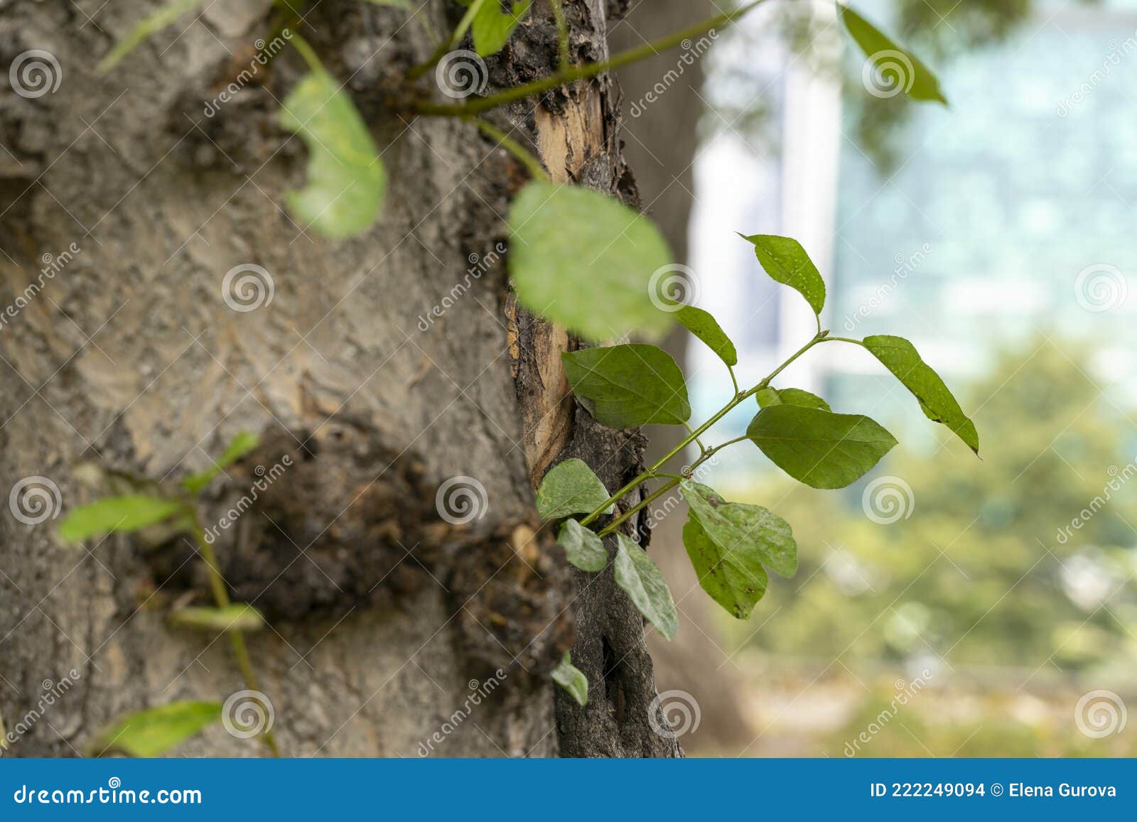 A Young Sprout Growing from an Old Tree Stock Photo - Image of sprout ...