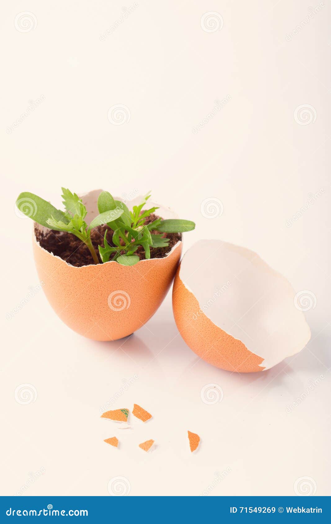 Young Sprout in a Half of an Egg Shell Stock Image - Image of ...