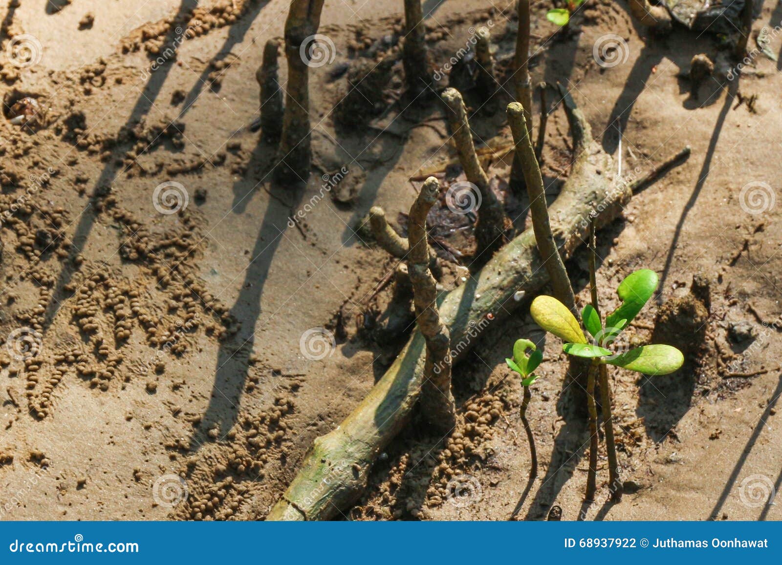 Young Sprout in the Mangrove Forest Stock Photo - Image of nature ...