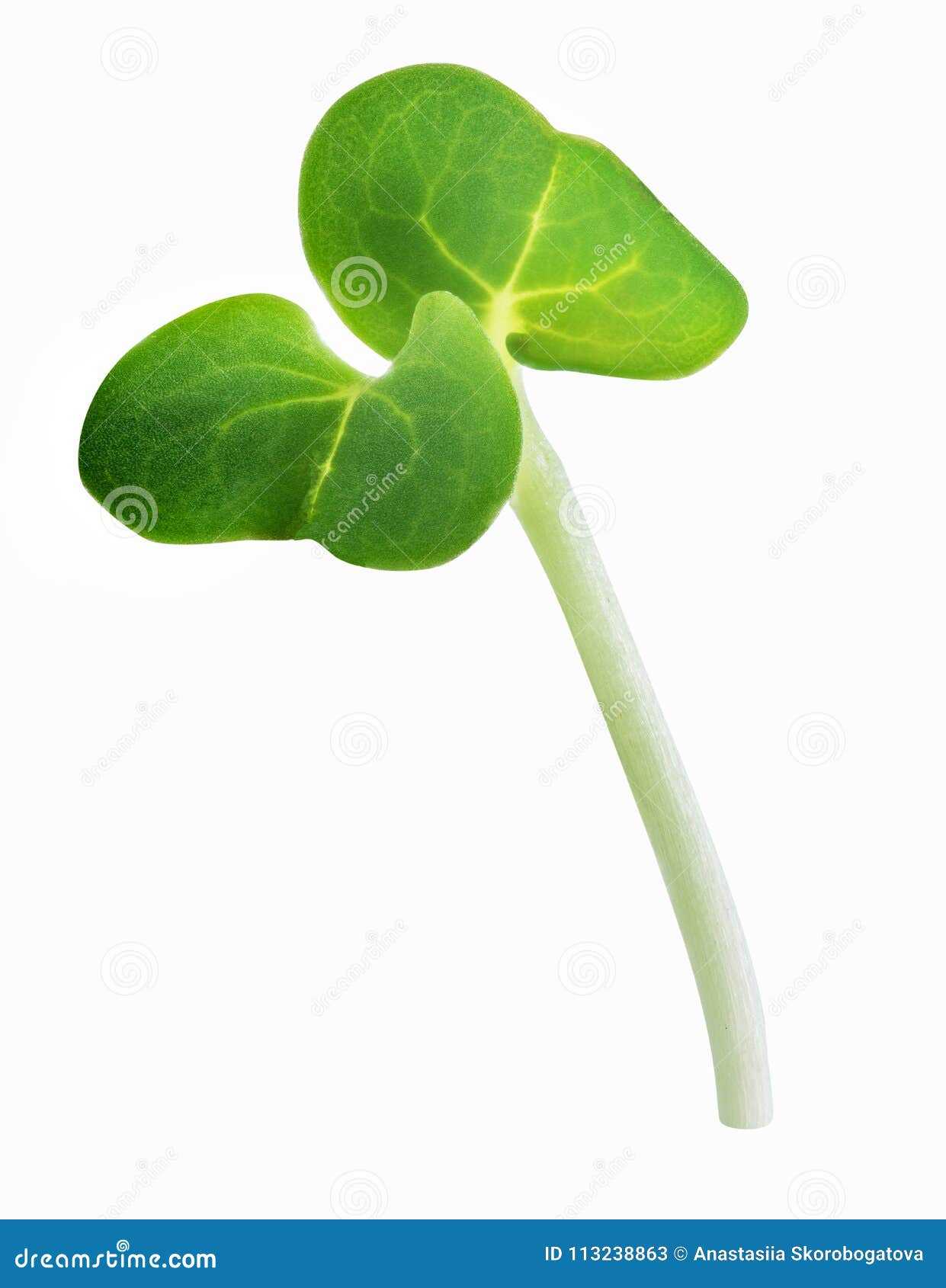 Young Sprout Microgreen Isolated With Shadow. Clipping Path. Stock ...