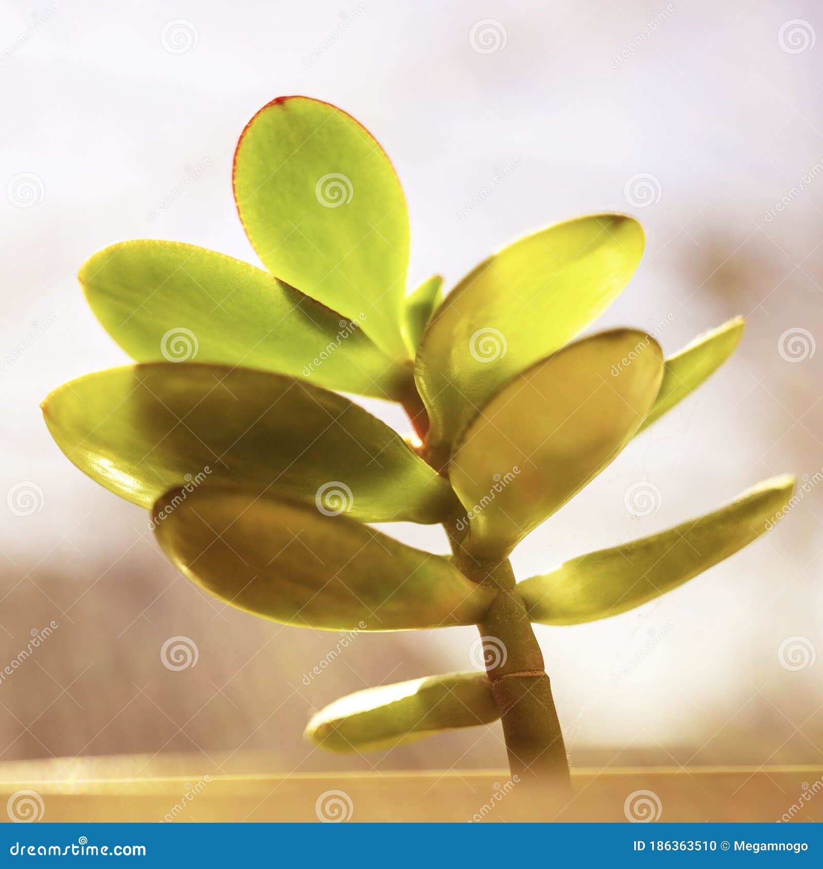 Young Sprout Money Tree Grow in a Pot Closeup Stock Photo - Image of ...