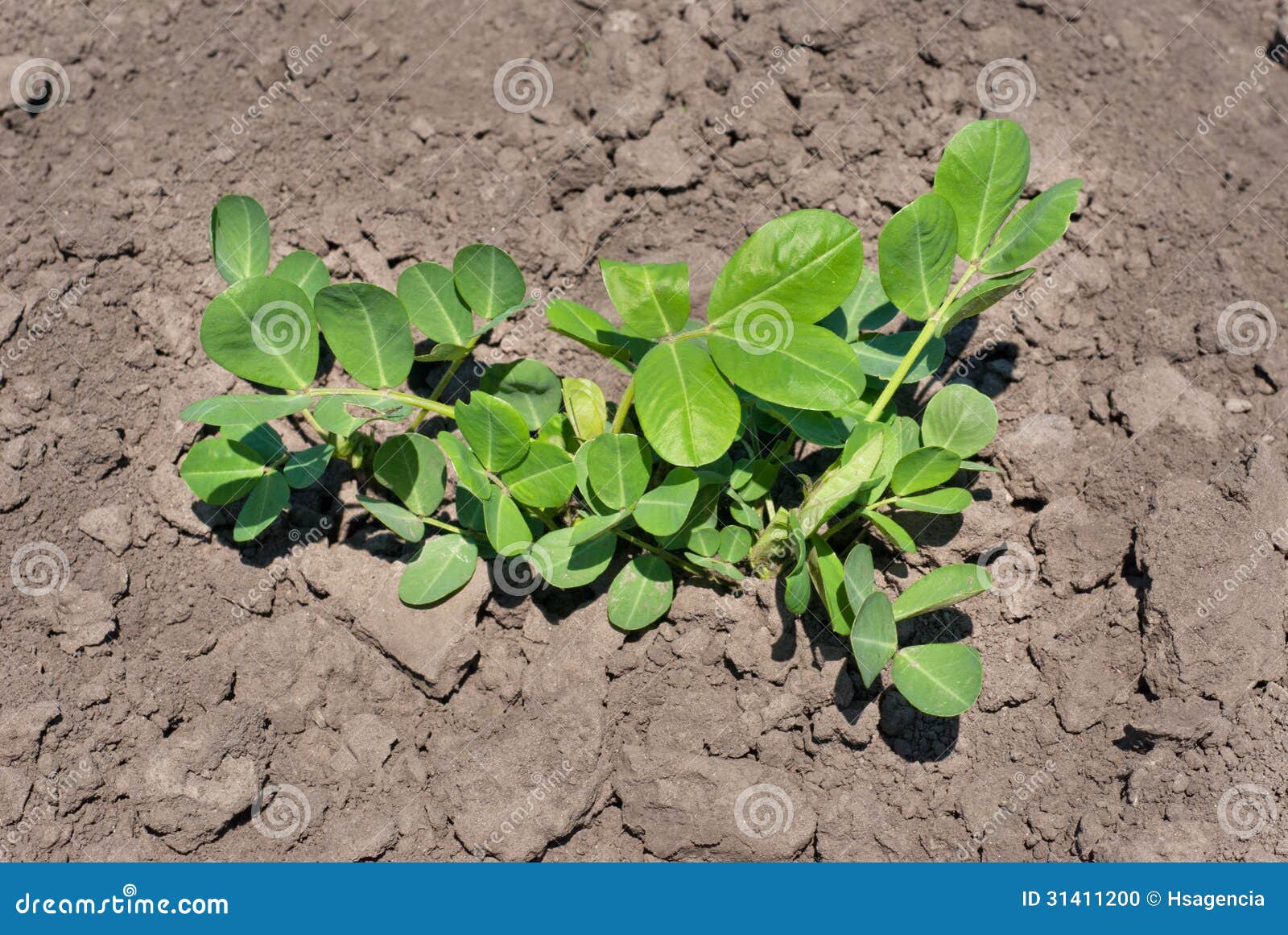 Young sprout peanut stock photo. Image of rural, farming - 31411200