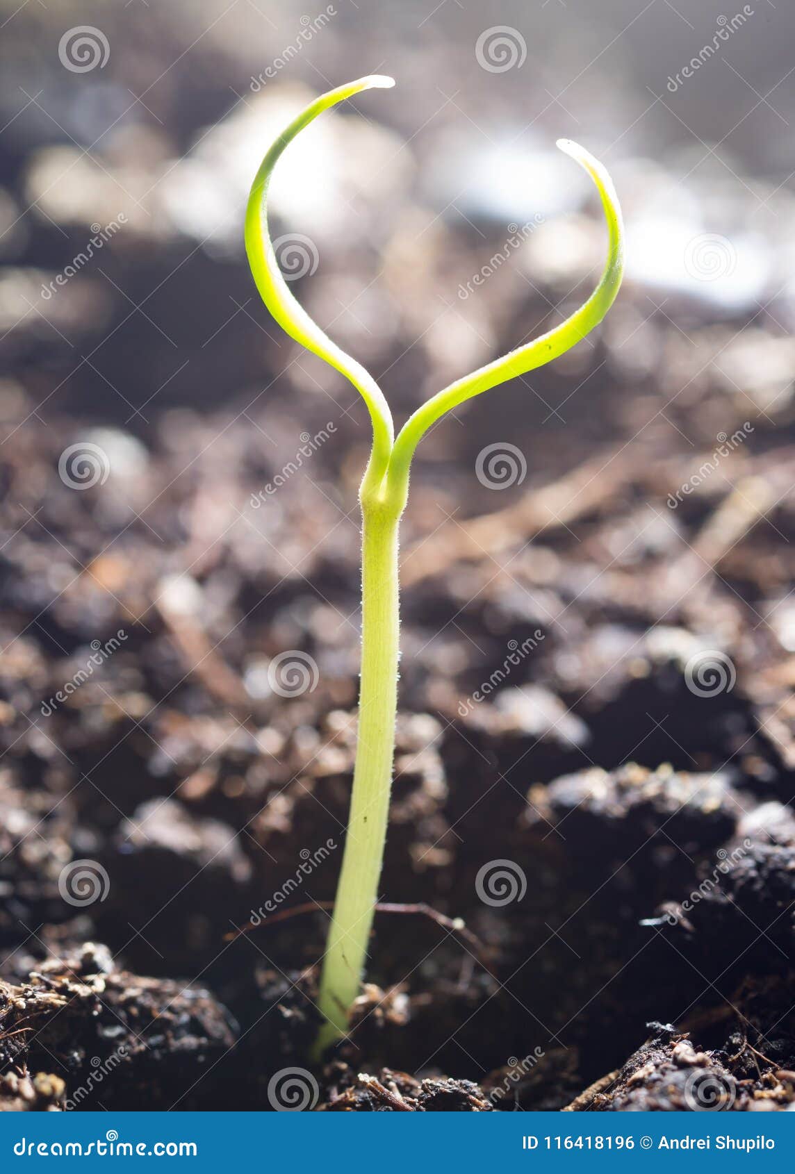 A Young Sprout of Pepper in the Ground Stock Photo - Image of garden ...
