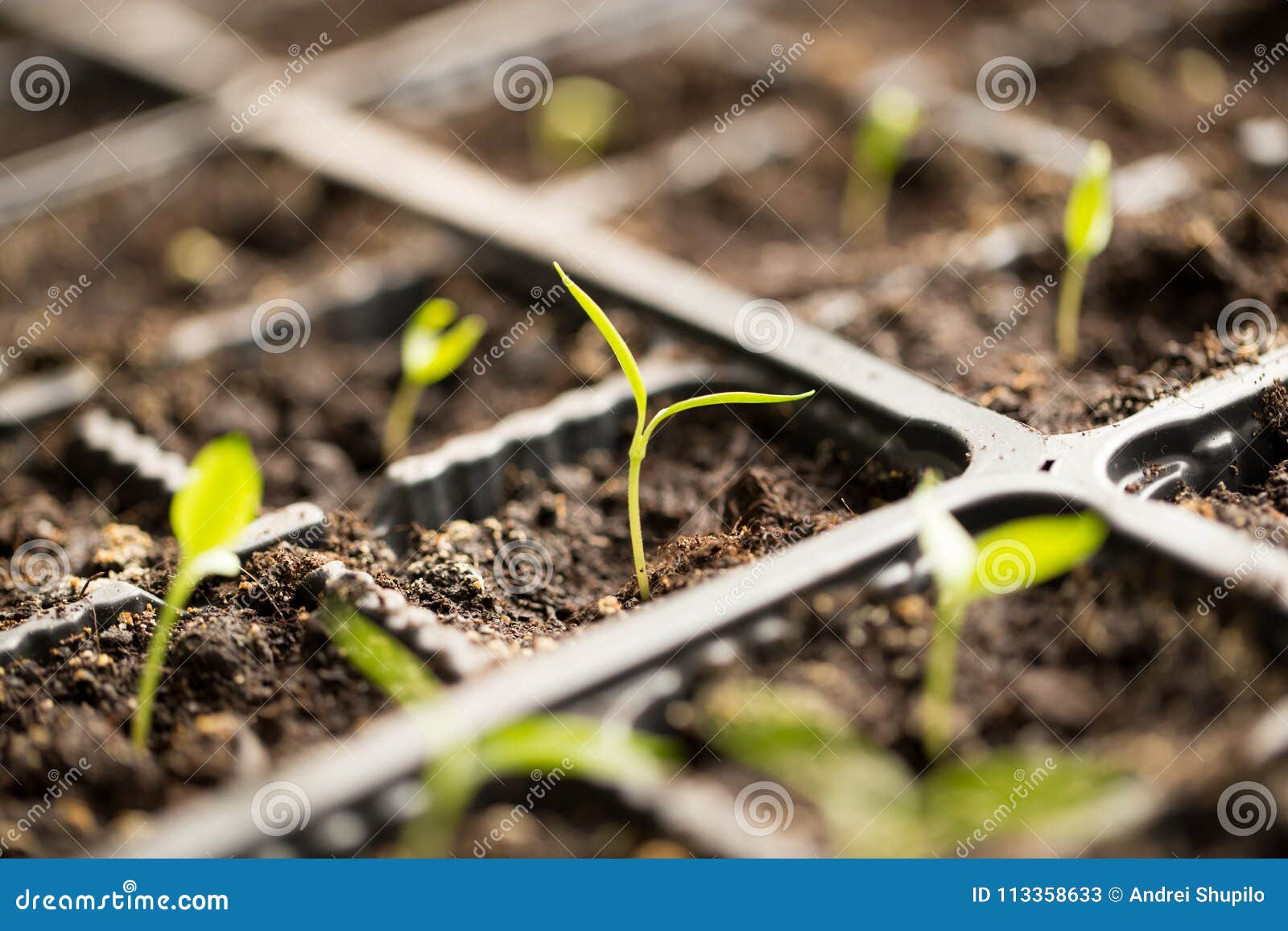 A Young Sprout of Pepper in the Ground Stock Image - Image of garden ...