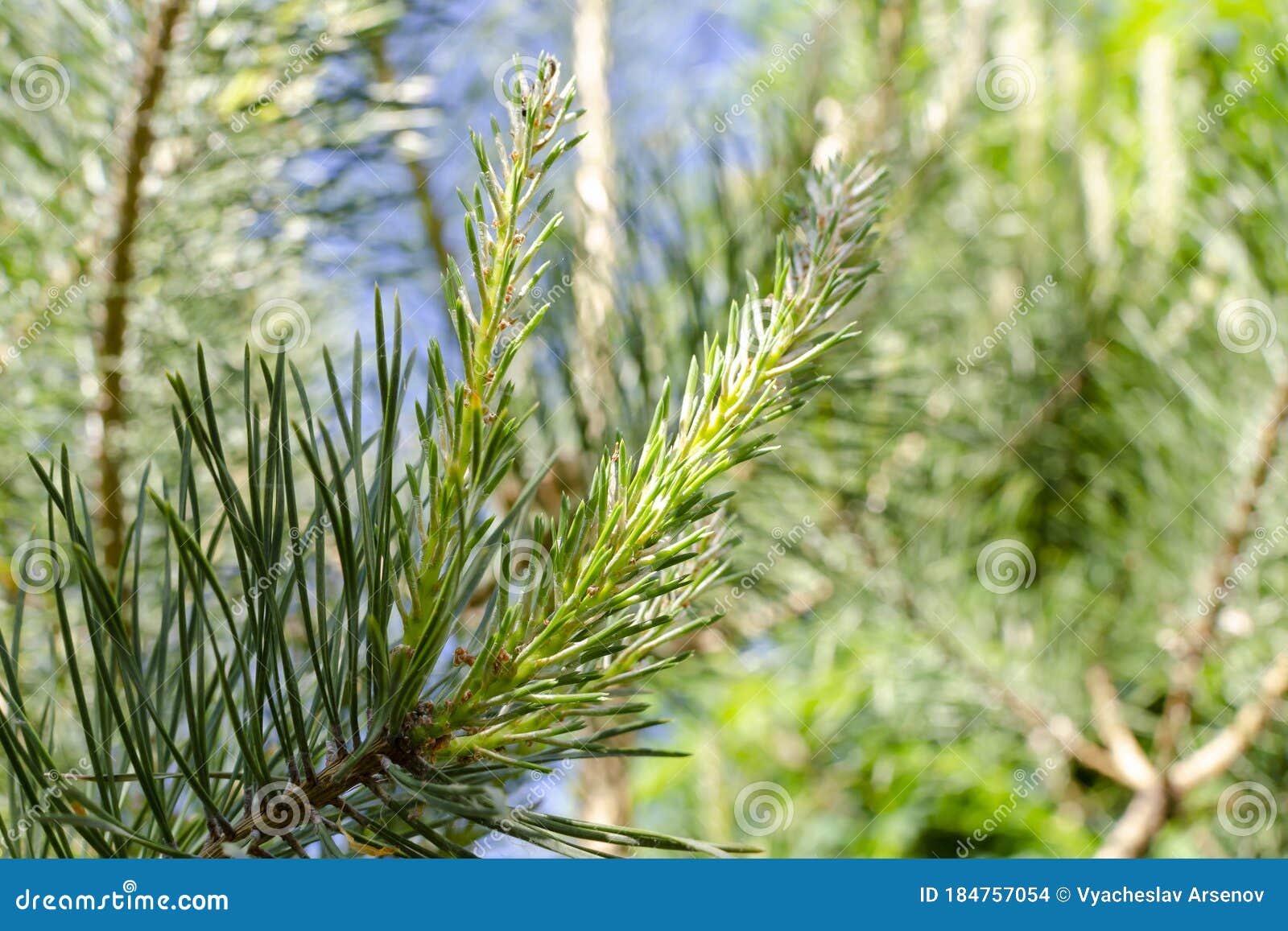 Young Sprout on a Pine Branch Stock Photo - Image of evergreen, nature ...