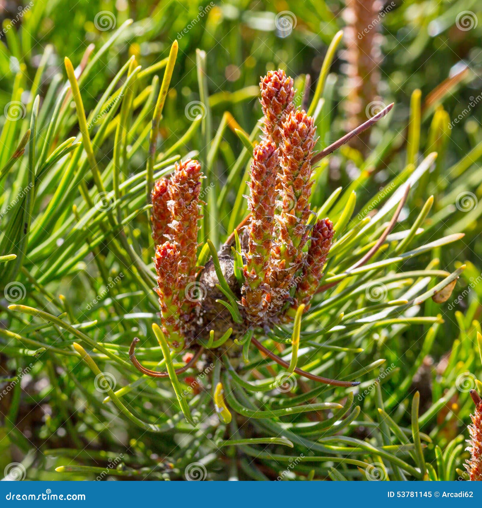 Young sprout pine stock image. Image of plant, decorative - 53781145