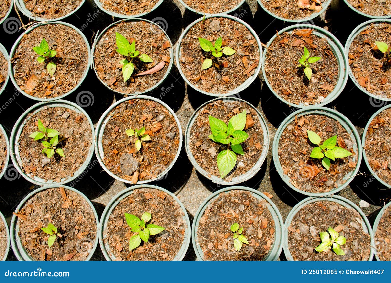 Young sprout in the pot stock image. Image of isolated - 25012085