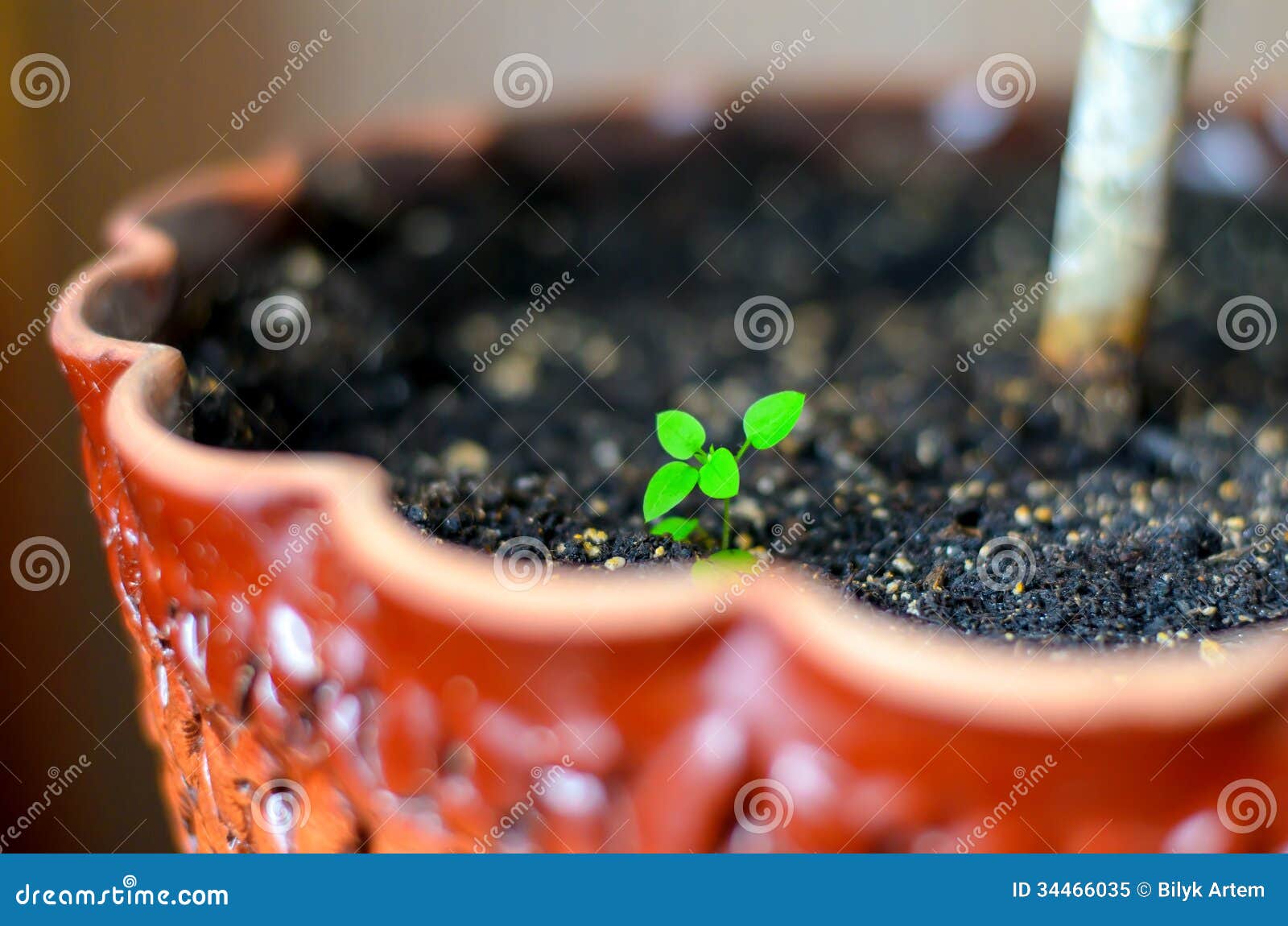 Young sprout in a pot. stock image. Image of care, botany - 34466035