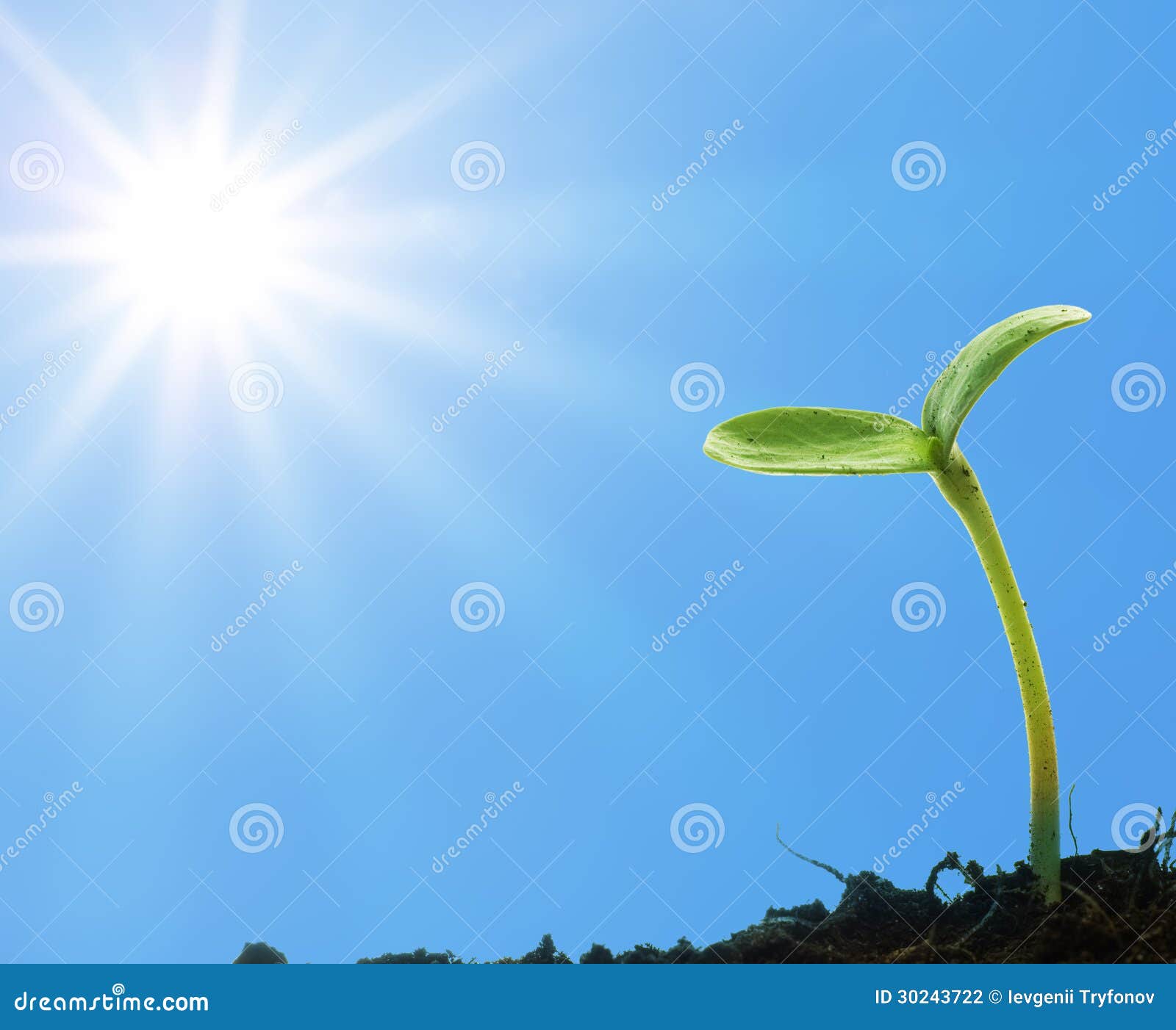 The Sprout Reaches for the Sky Stock Photo - Image of climate, idea ...