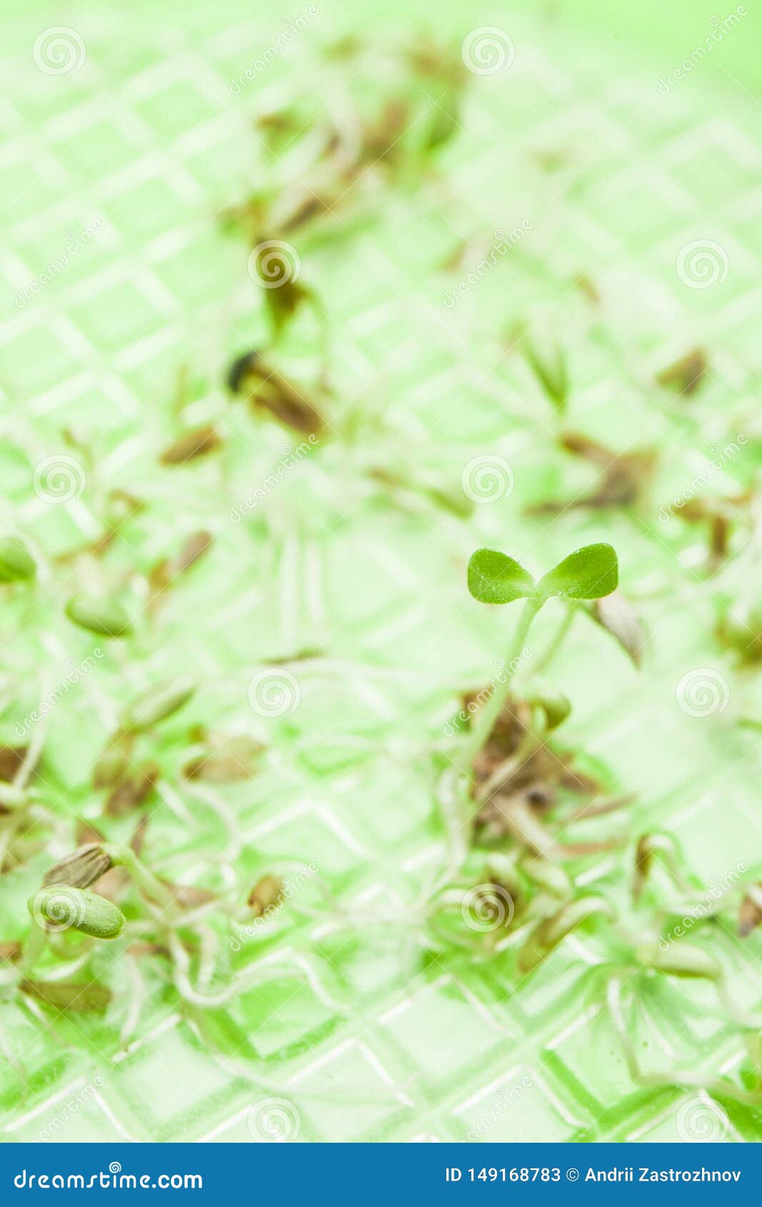 Young Sprout from Seeds on a Green Background, Vertical Stock Image ...