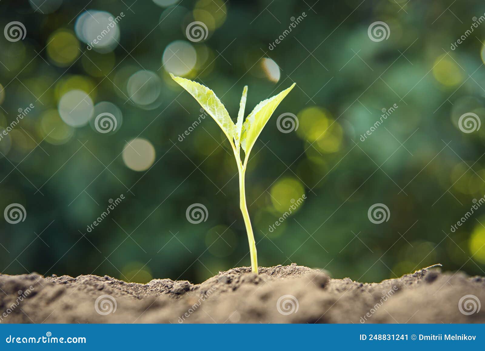 Young Sprout in Springtime. Cherry Sprout Grows Out of the Ground on a ...