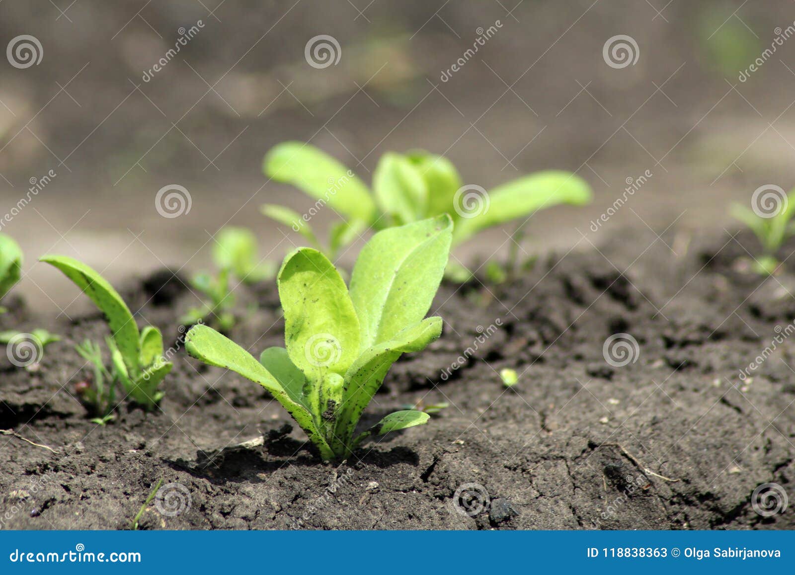 Young Sprout in Springtime,Closeup. Stock Image - Image of ...