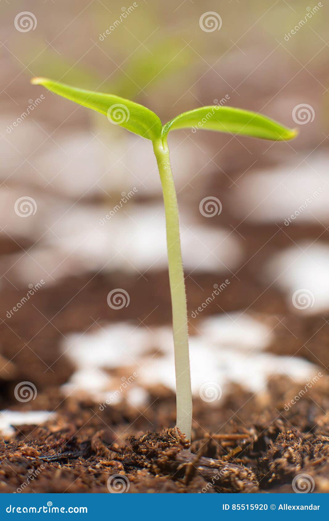Young Sprout in Springtime. Closeup Sprout. New Life Stock Photo ...