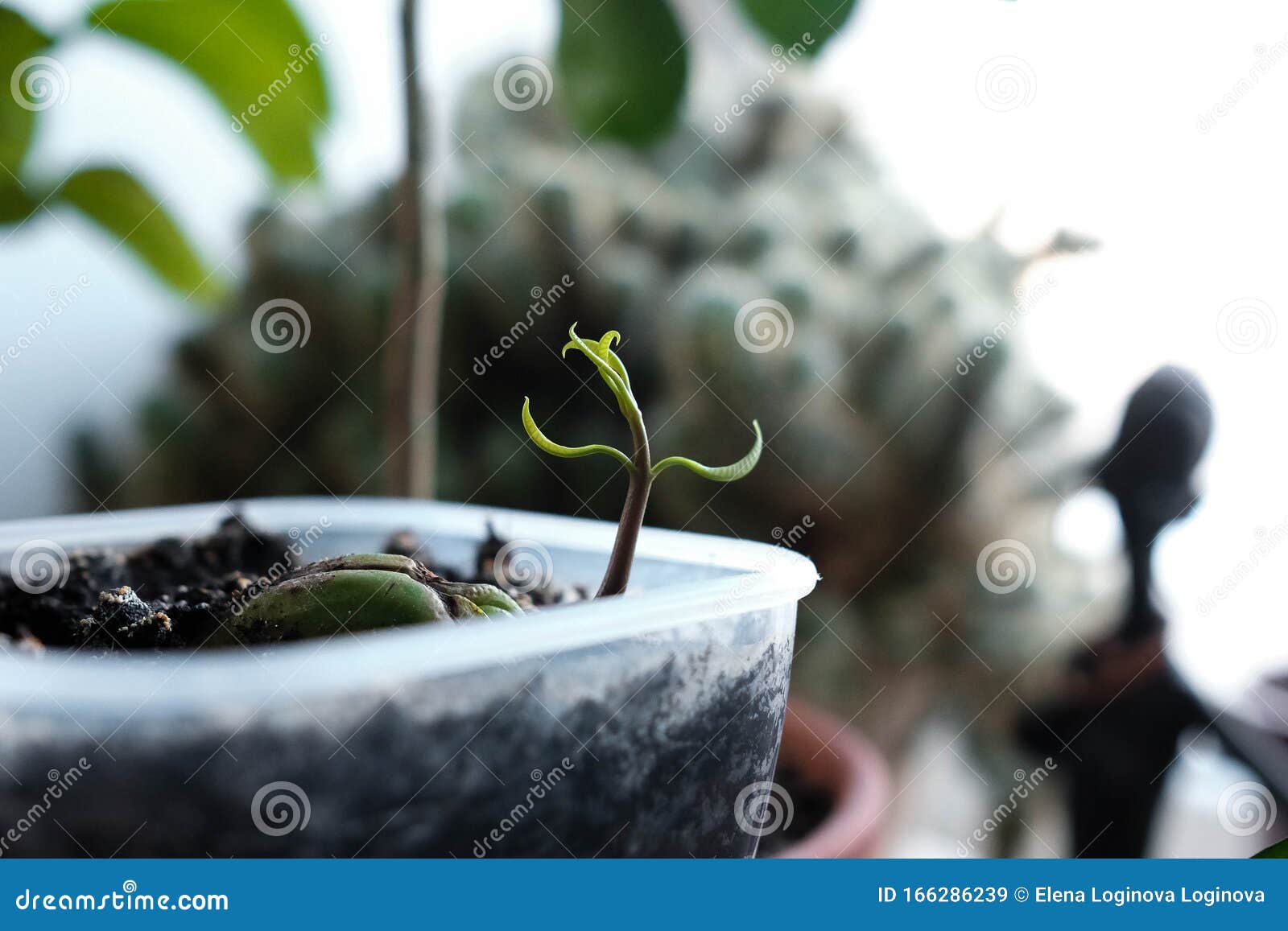 Young Sprout. Sprouted Mango Seed Stock Image - Image of floral, seed ...