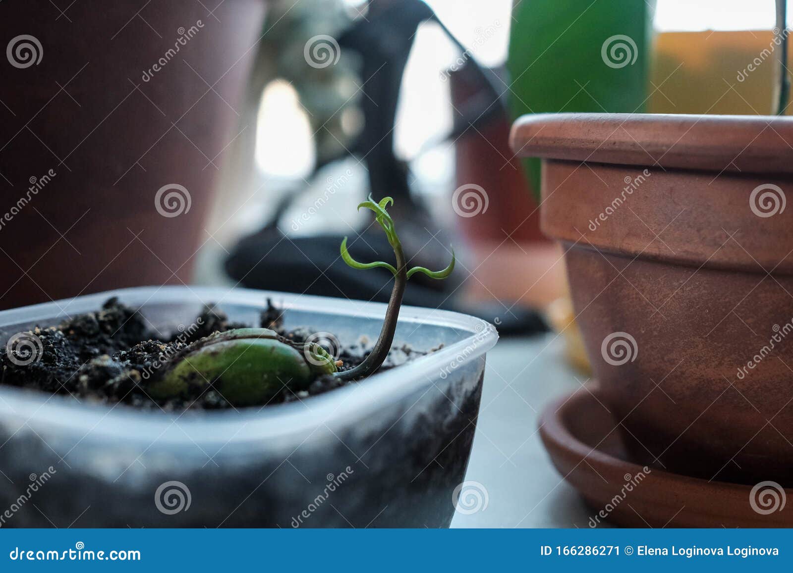 Young Sprout. Sprouted Mango Seed Stock Image - Image of sprout ...
