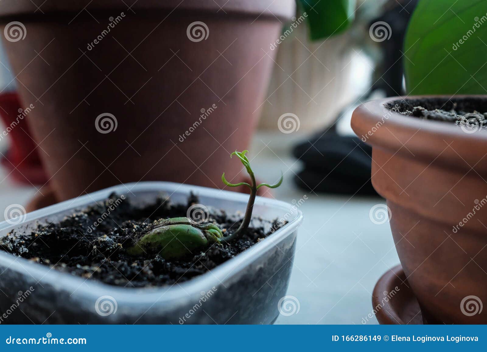 Young Sprout. Sprouted Mango Seed Stock Image - Image of grow, sprouted ...