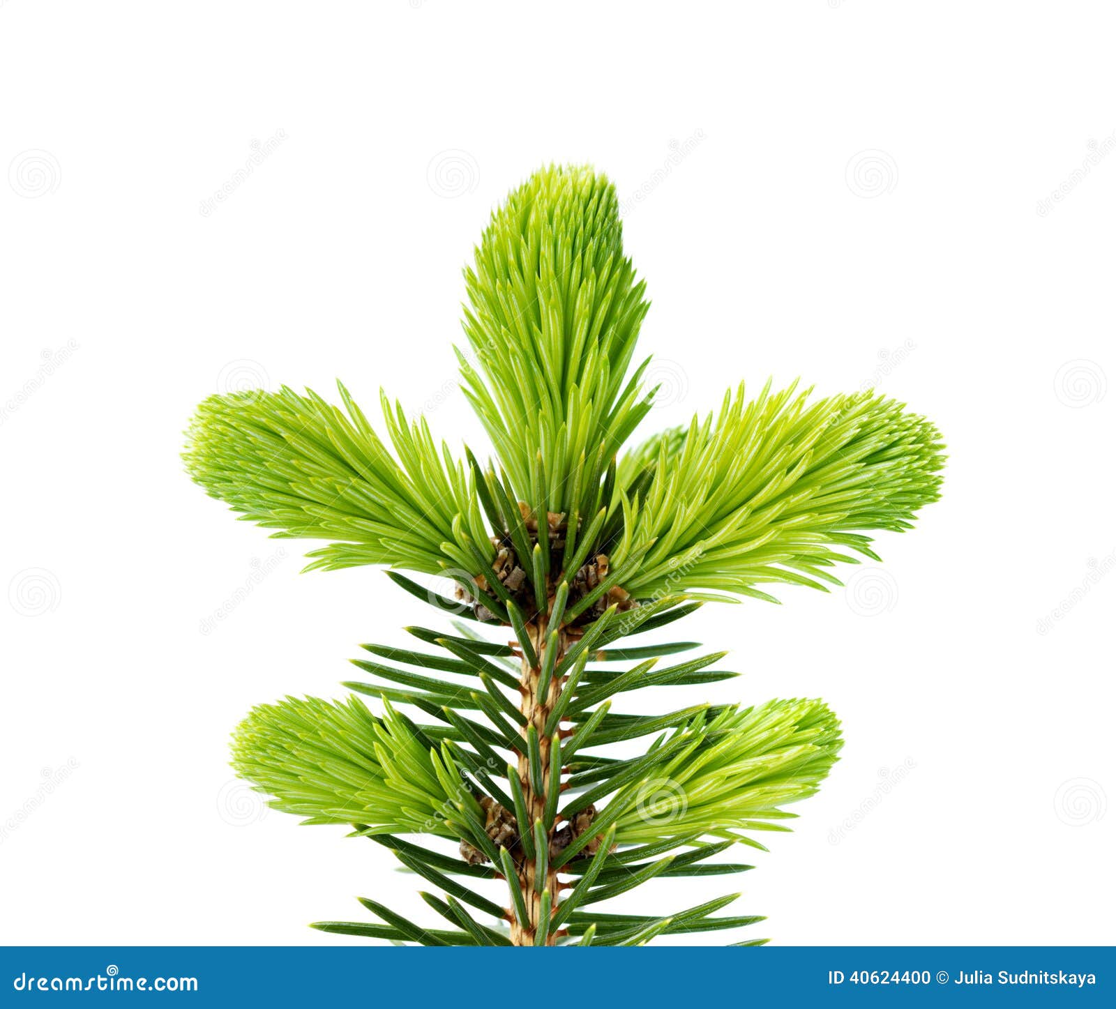 Young Sprout of Spruce Isolated Stock Photo - Image of isolated ...