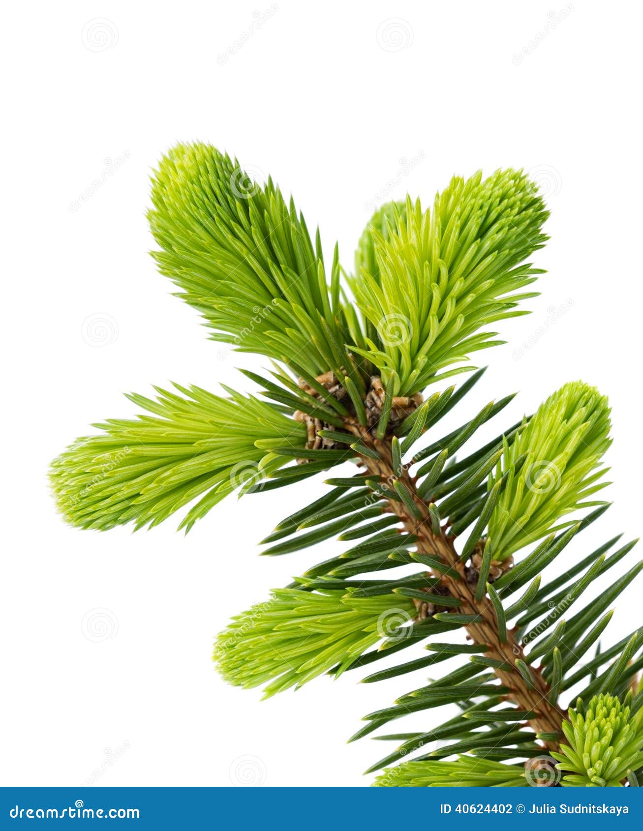 Young Sprout of Spruce Isolated Stock Photo - Image of medicine ...