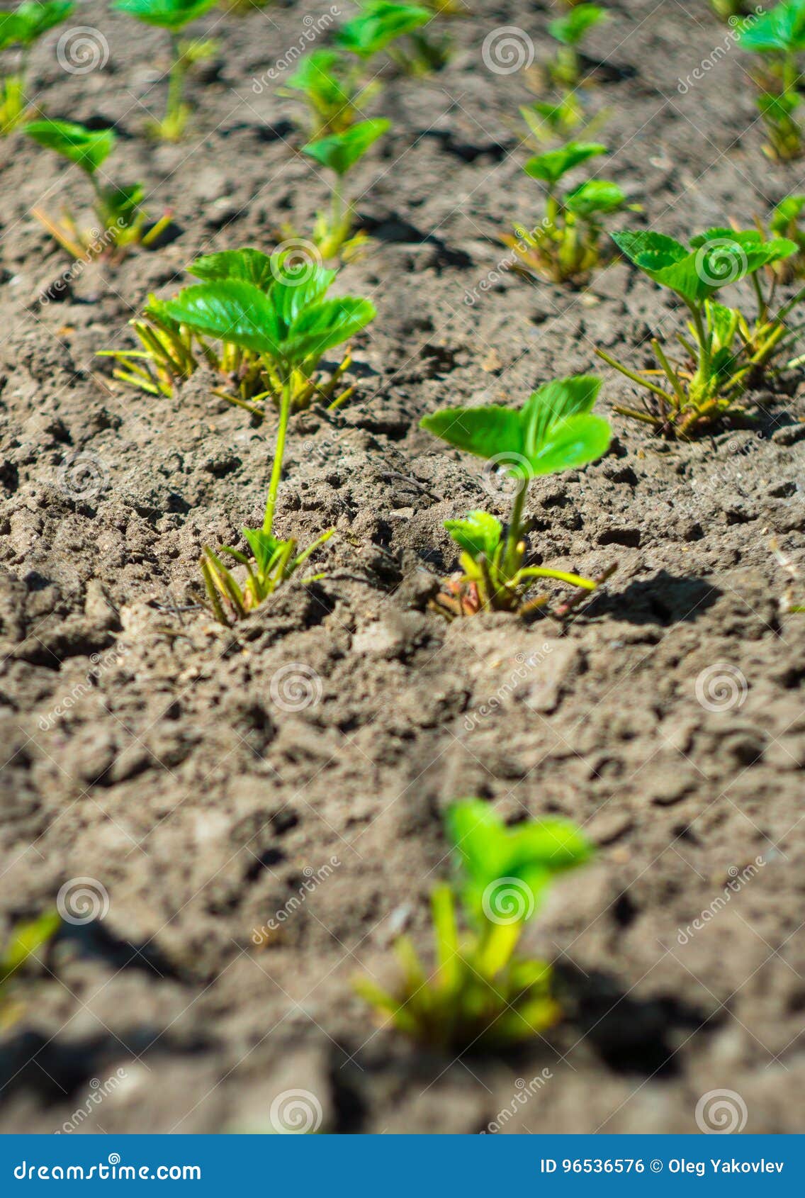 Young sprout of strawberry stock photo. Image of closeup - 96536576