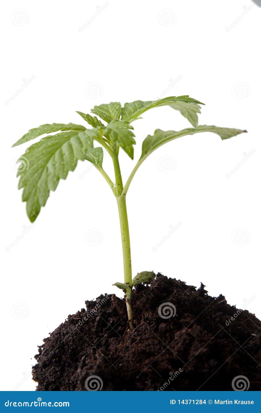 Hemp Seedling Growing Soil Stock Photos - Free & Royalty-Free Stock ...