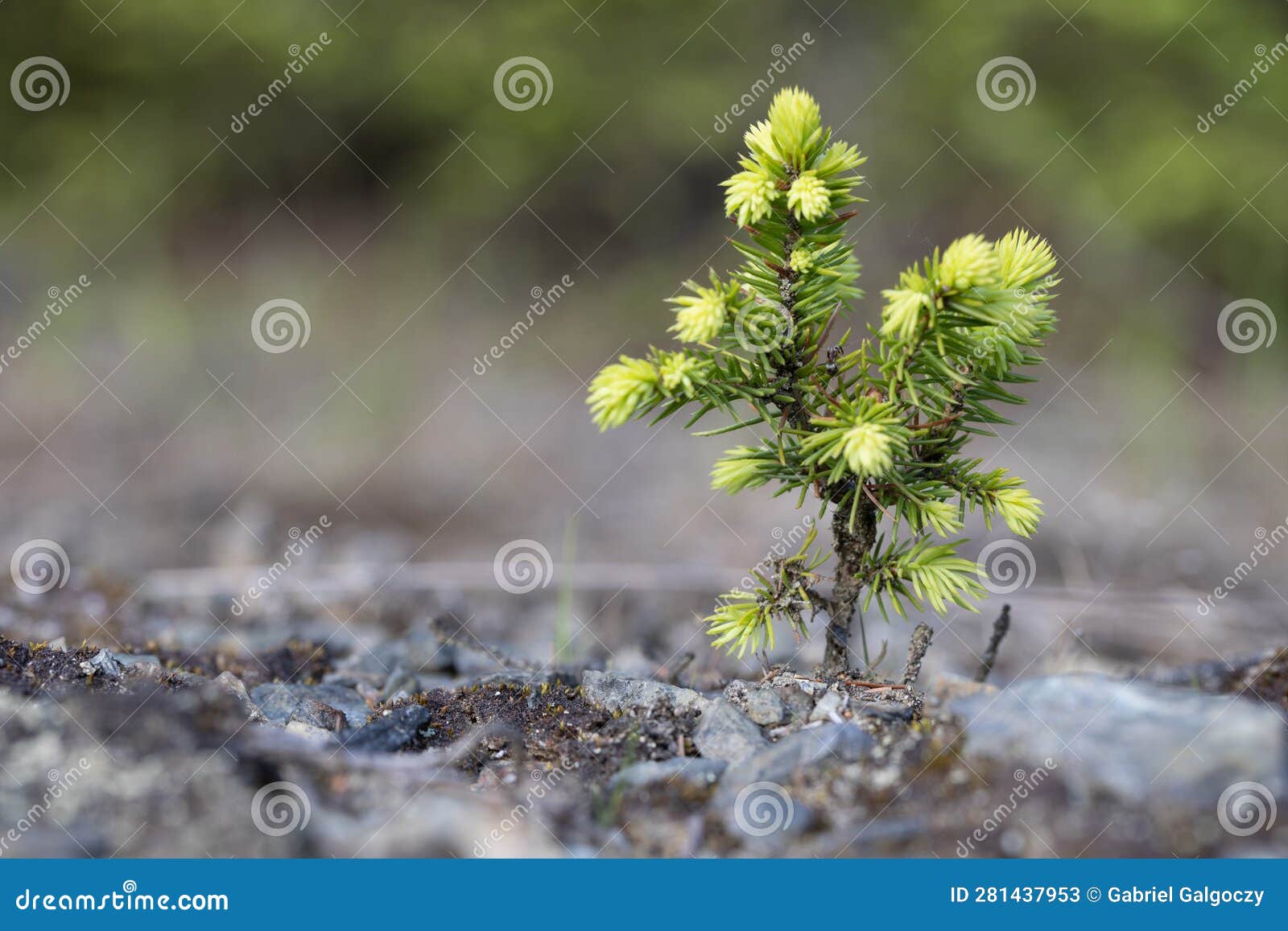 Young Sprout of a Tree on the Ground Stock Image - Image of leaves ...
