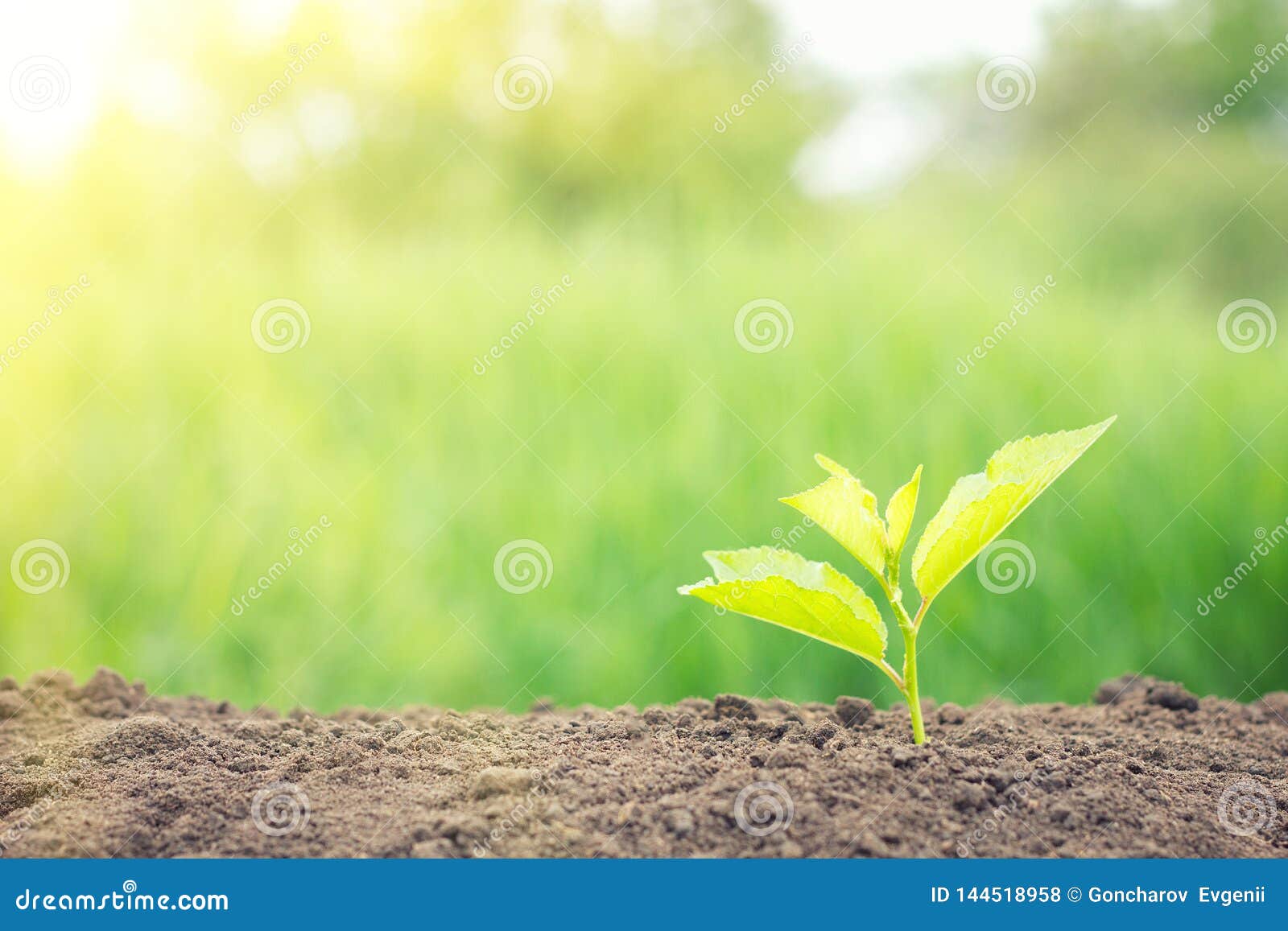 Young sprout of a tree stock photo. Image of baby, ground - 144518958