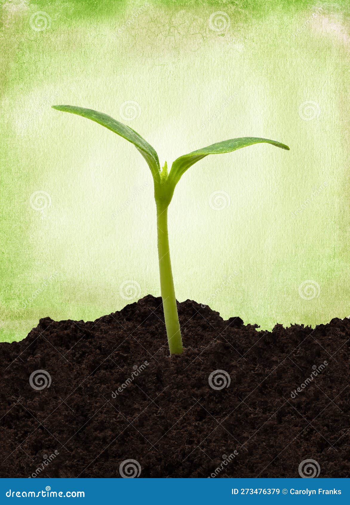 Young Sprout Vertical on Green Background with Copy Space Stock Image ...