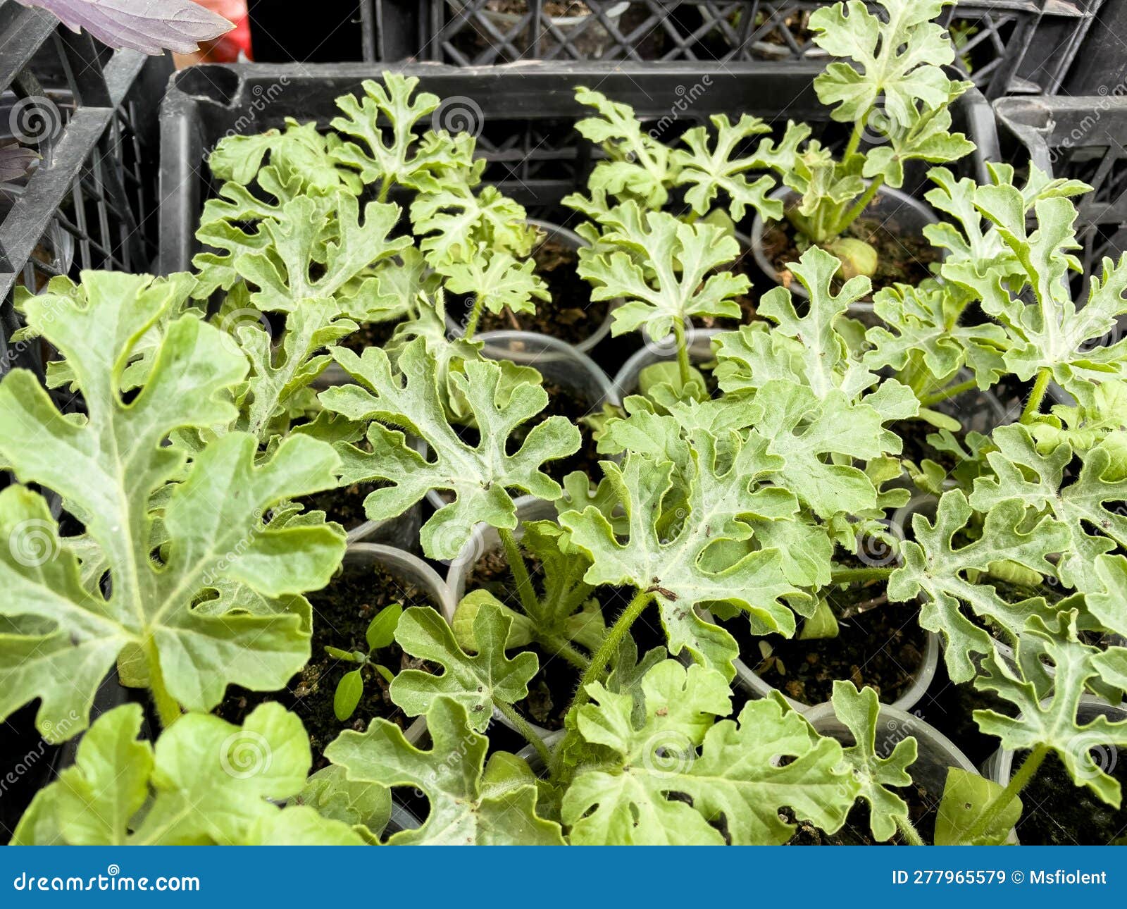 Young Sprout Watermelon Sprouts in Black Plastic Cups. Stock Image ...