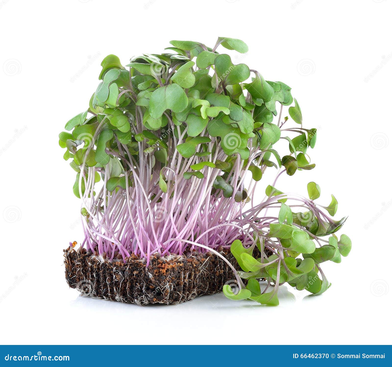 Young Sprout on White Background Stock Photo - Image of kale, vegetable ...