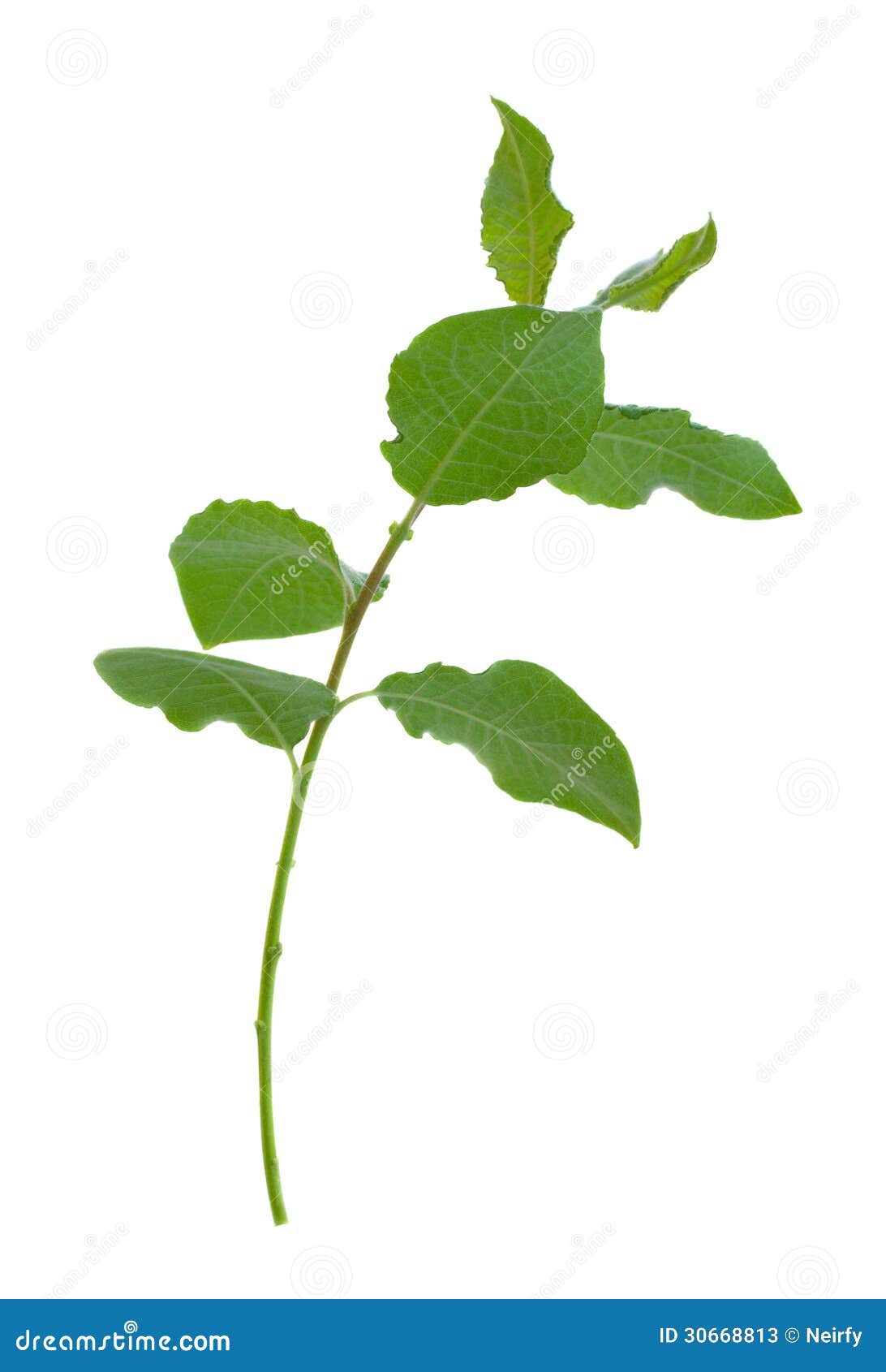 Young sprout stock image. Image of isolated, floral, plant - 30668813