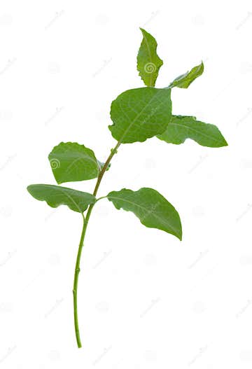 Young sprout stock image. Image of isolated, floral, plant - 30668813