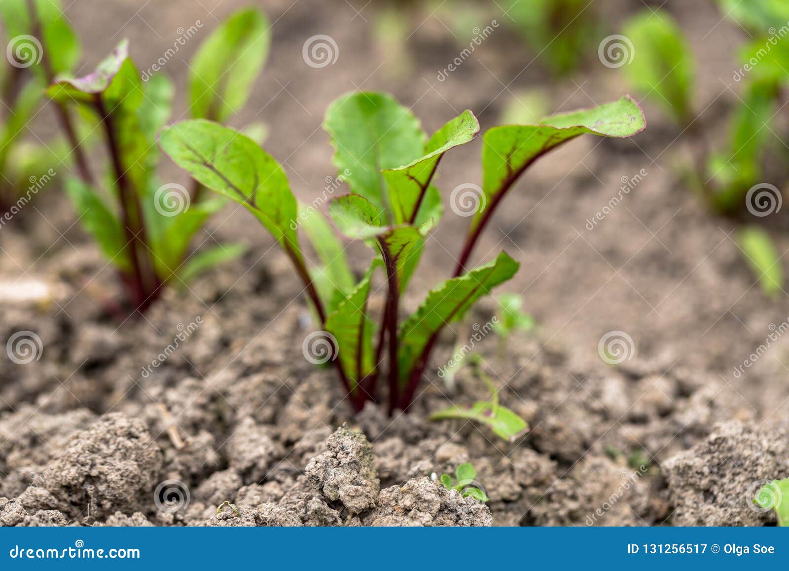Young, Sprouted Beet Growing in Open Ground Flat Bed into the Garden ...