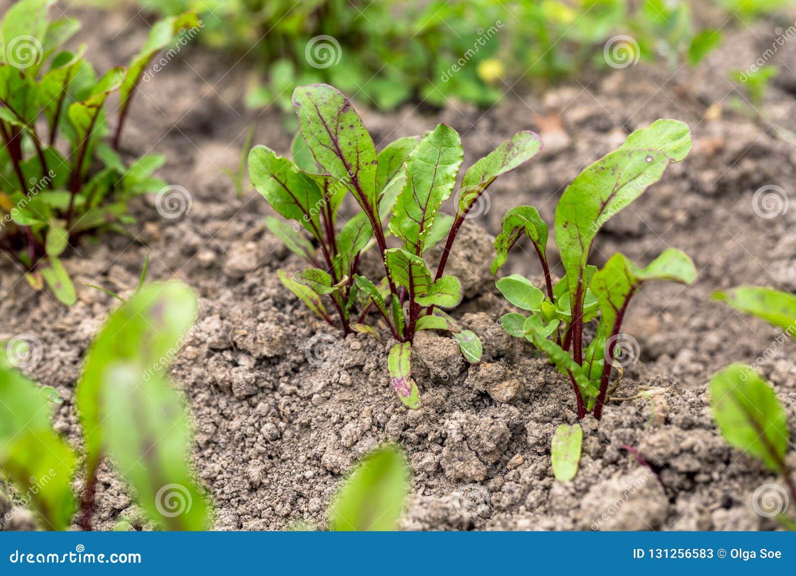 Young, Sprouted Beet Growing in Open Ground Flat Bed into the Garden ...