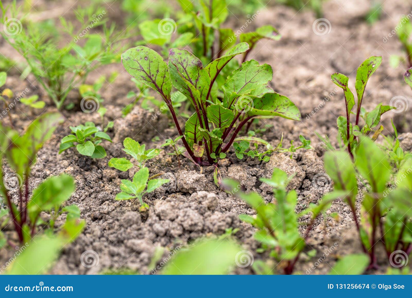 Young, Sprouted Beet Growing in Open Ground Flat Bed into the Garden ...
