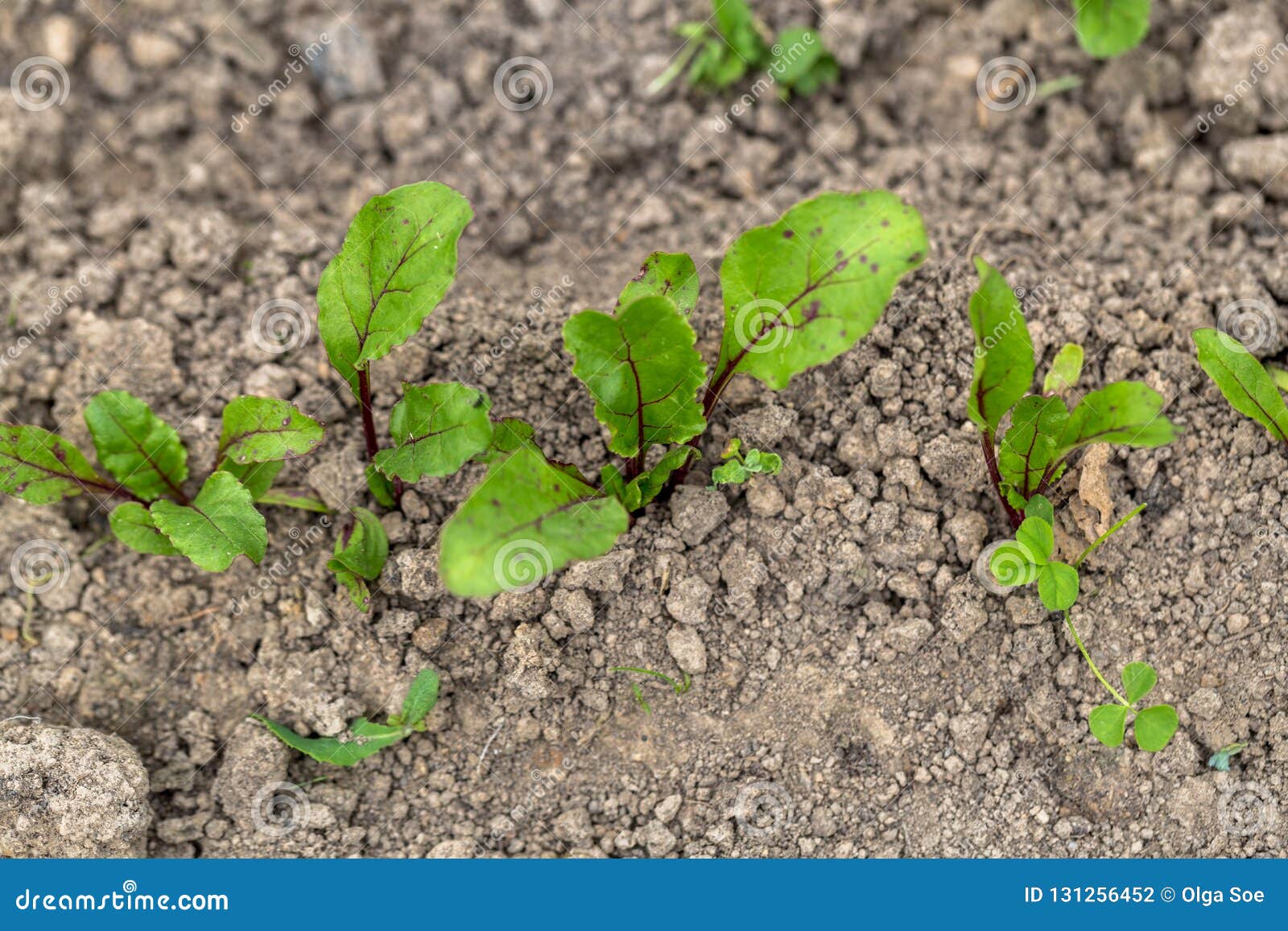Young, Sprouted Beet Growing in Open Ground Flat Bed into the Garden ...