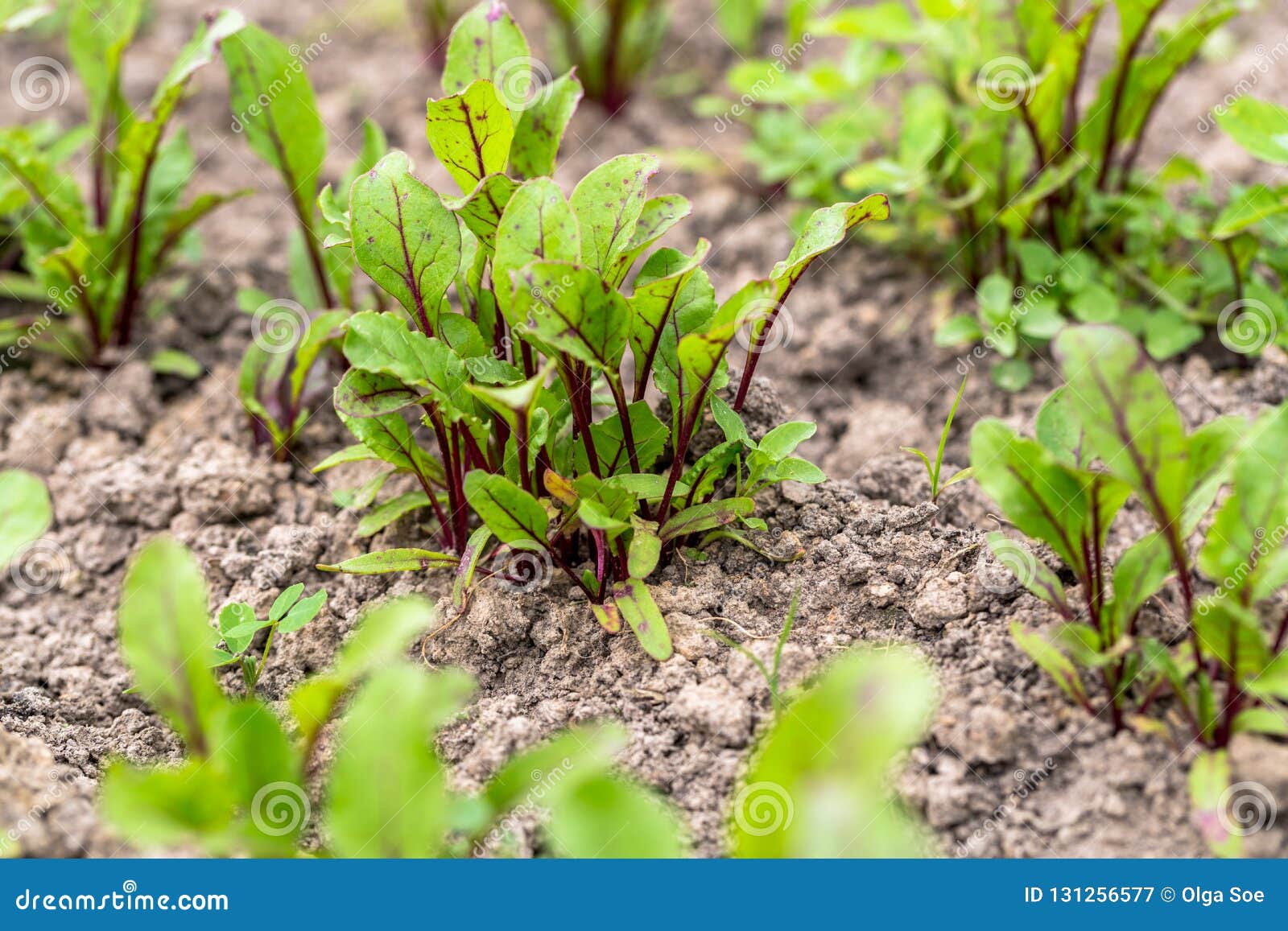 Young, Sprouted Beet Growing in Open Ground Flat Bed into the Garden ...