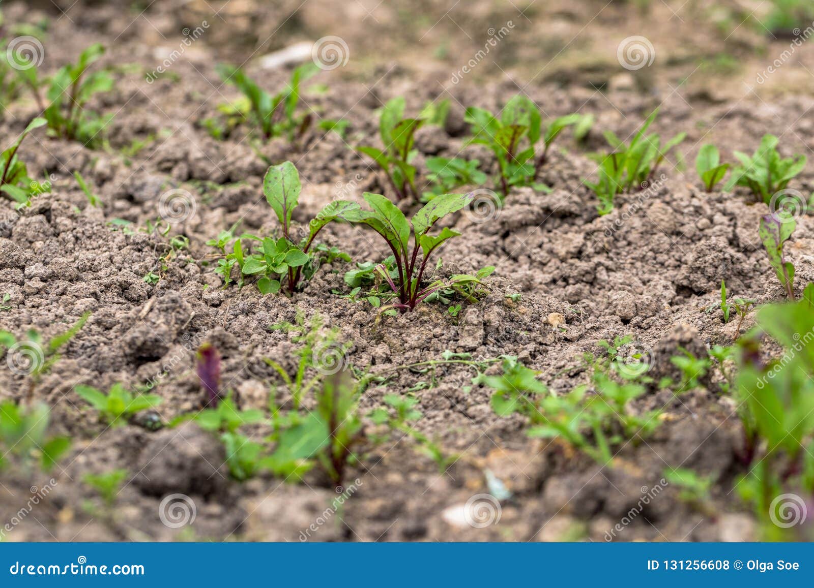 Young, Sprouted Beet Growing in Open Ground Flat Bed into the Garden ...
