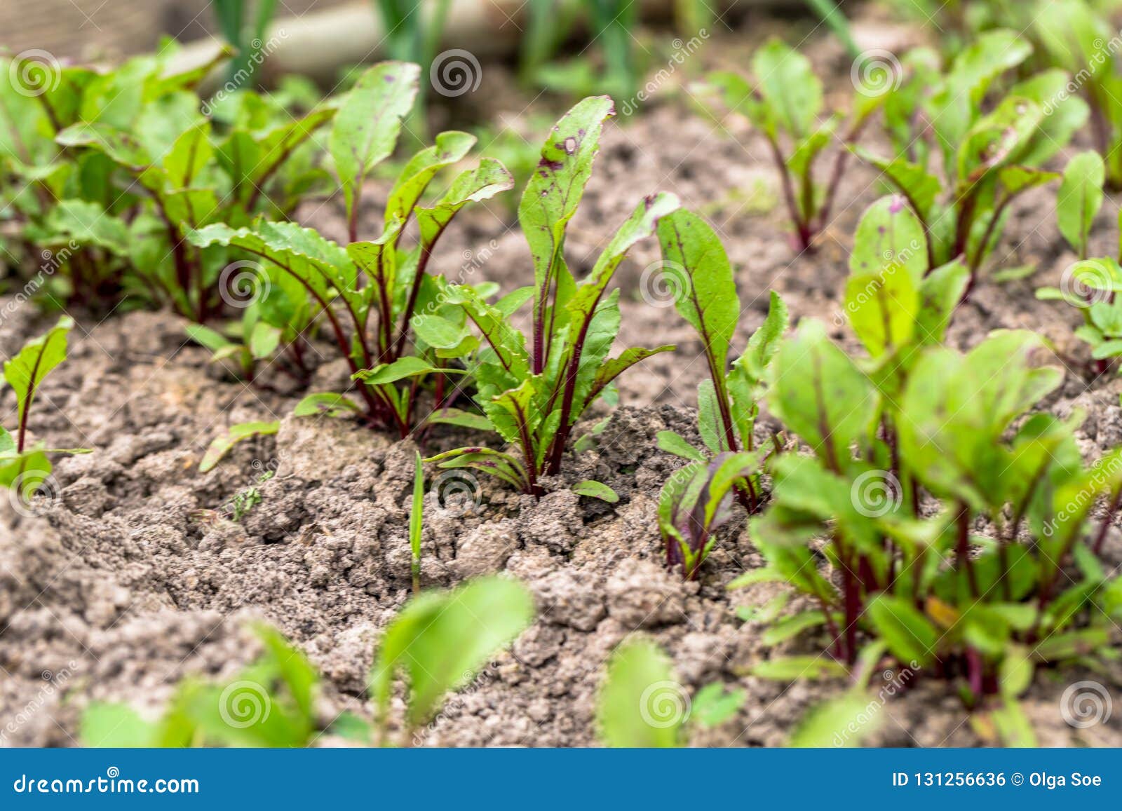 Young, Sprouted Beet Growing in Open Ground Flat Bed into the Garden ...