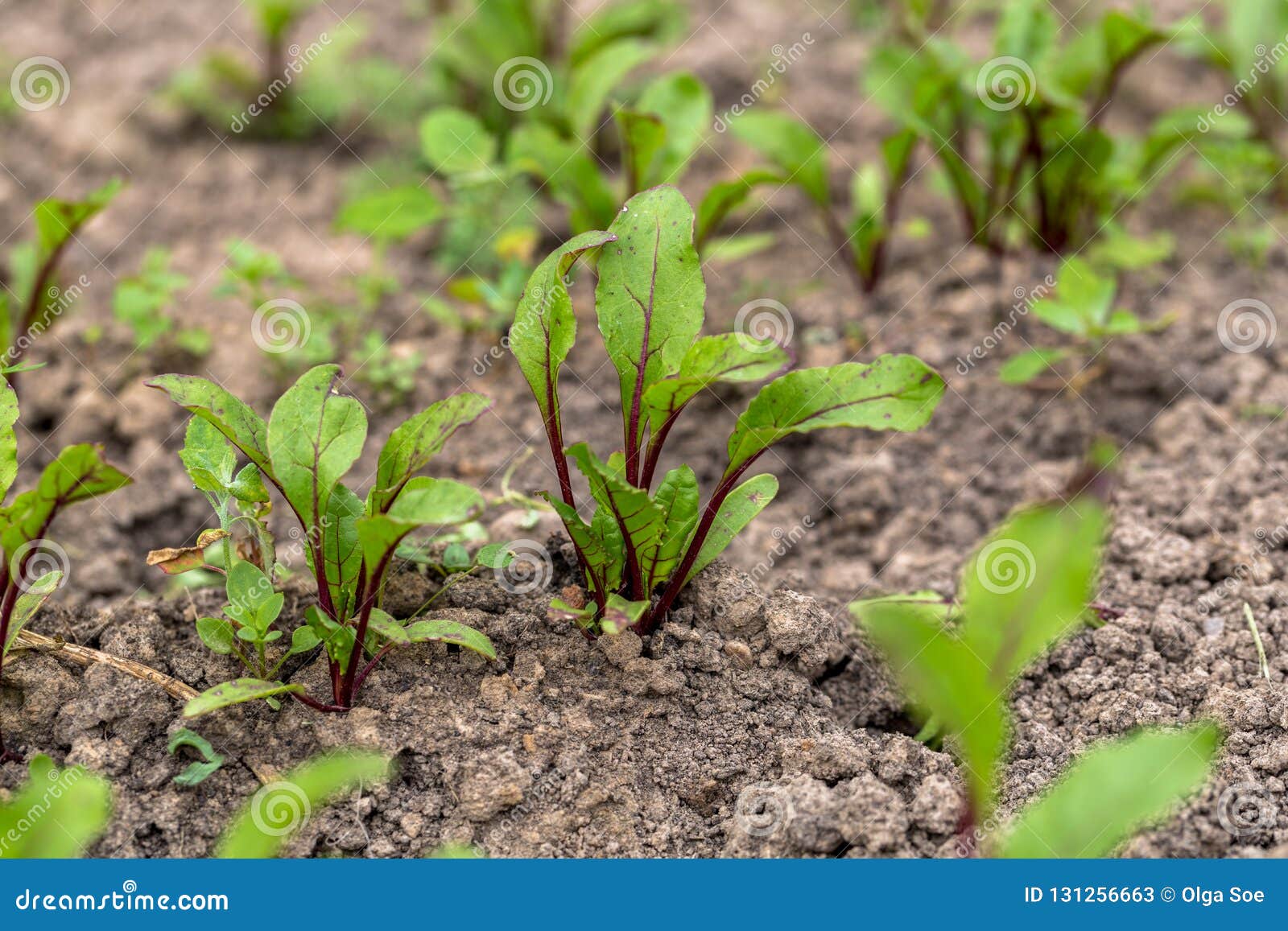 Young, Sprouted Beet Growing in Open Ground Flat Bed into the Garden ...