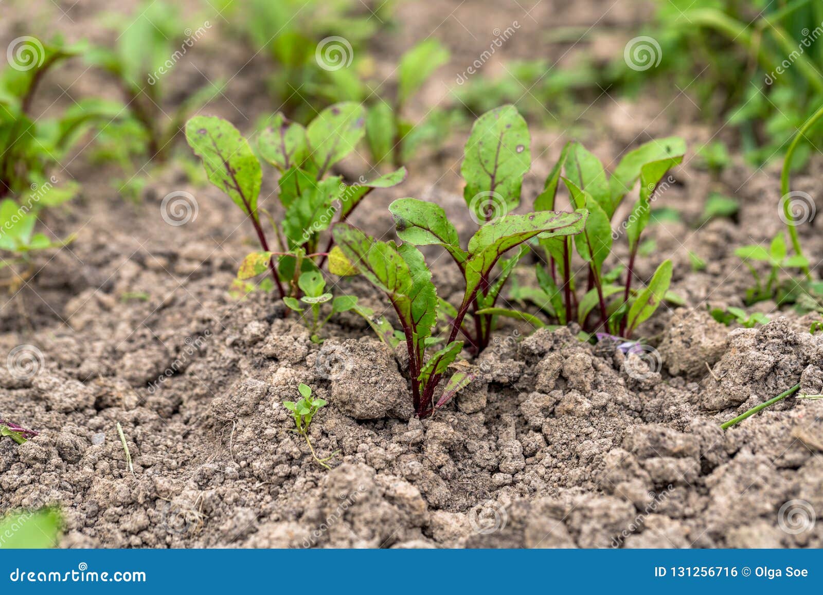 Young, Sprouted Beet Growing in Open Ground Flat Bed into the Garden ...